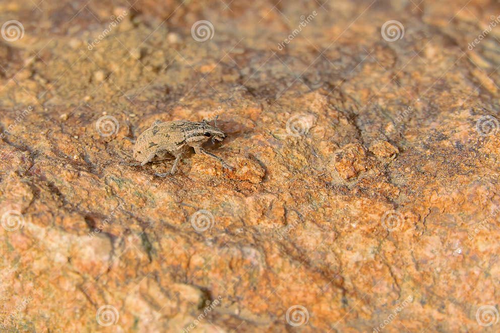 Weevil stock photo. Image of lateral, zyzzyva, snout - 238015814