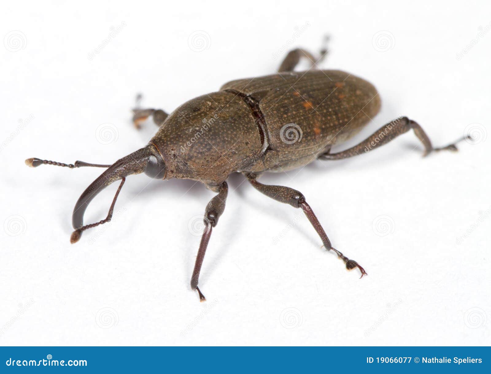 On A White Surface Are Pills And Torn Paper With The Inscription ...