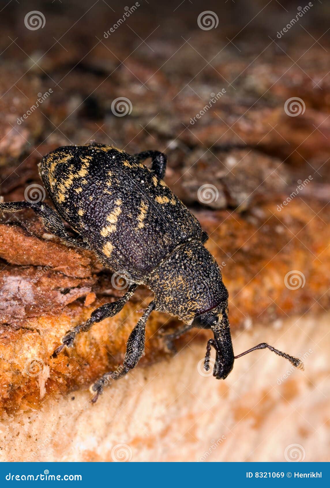 Weevil on wooden log stock image. Image of selective, colour - 8321069