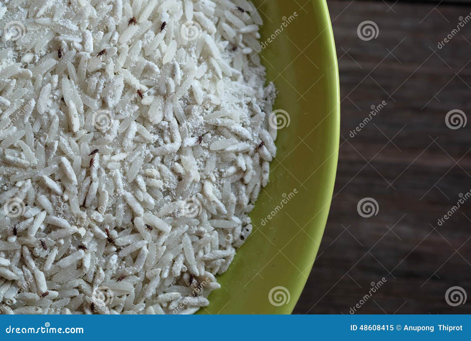 Weevils destroy rice stock image. Image of fauna, rice - 48608415