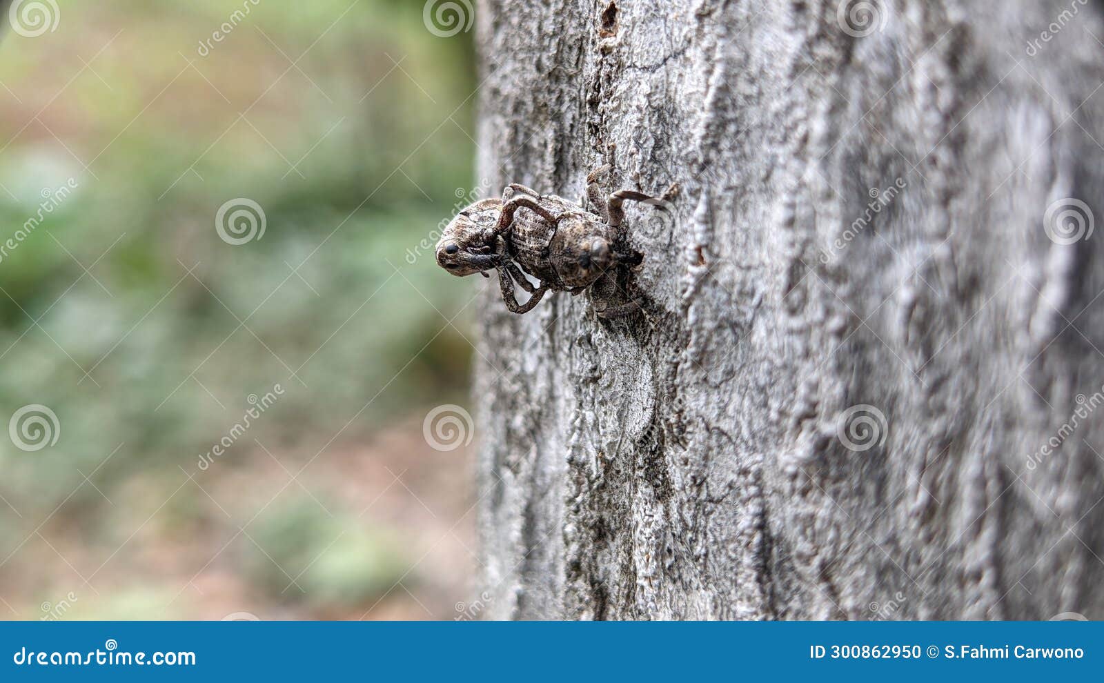 Weevils Mating in the Trees Stock Photo - Image of animal, tree: 300862950