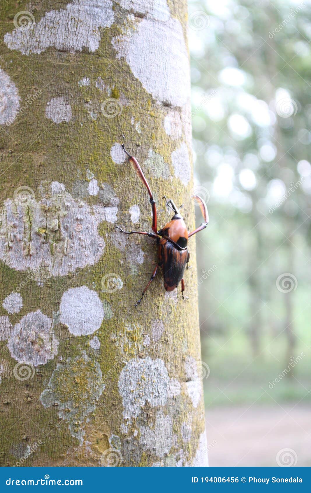 Weevils Penetrate Bamboo Shoots To Capture Rubber Trees Stock Photo ...