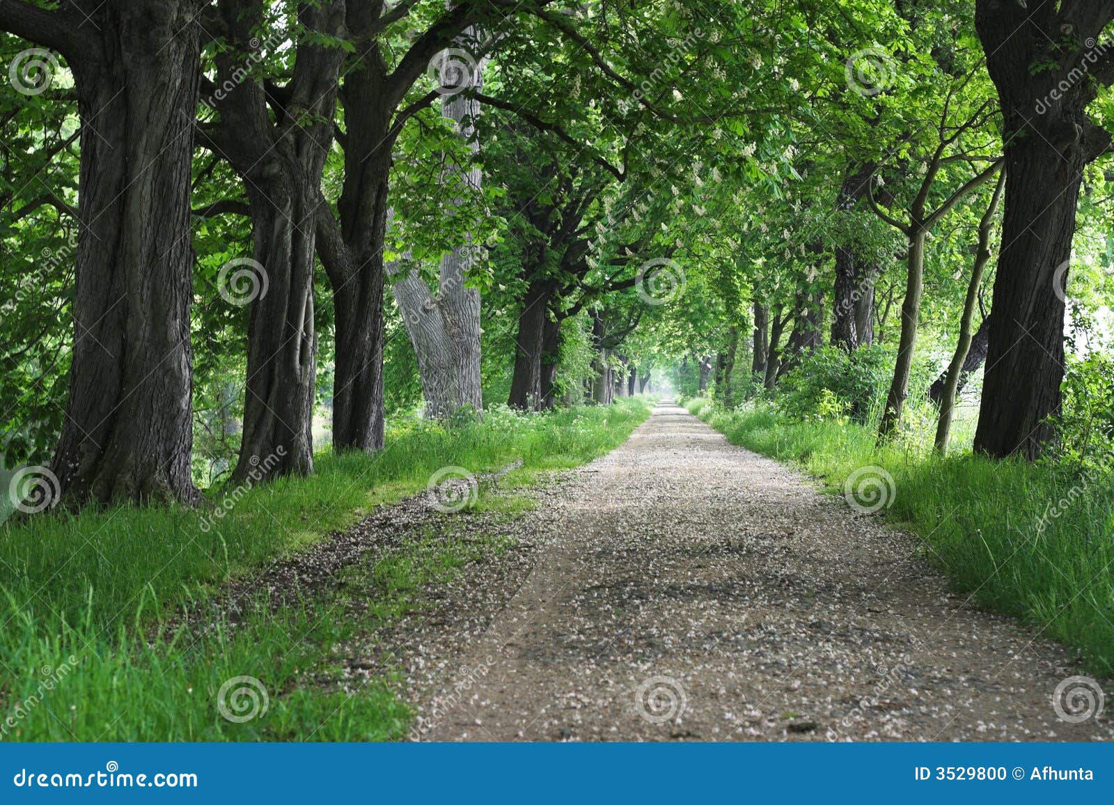 Weg stock foto. Image of gebladerte, seizoen, schoonheid - 3529800