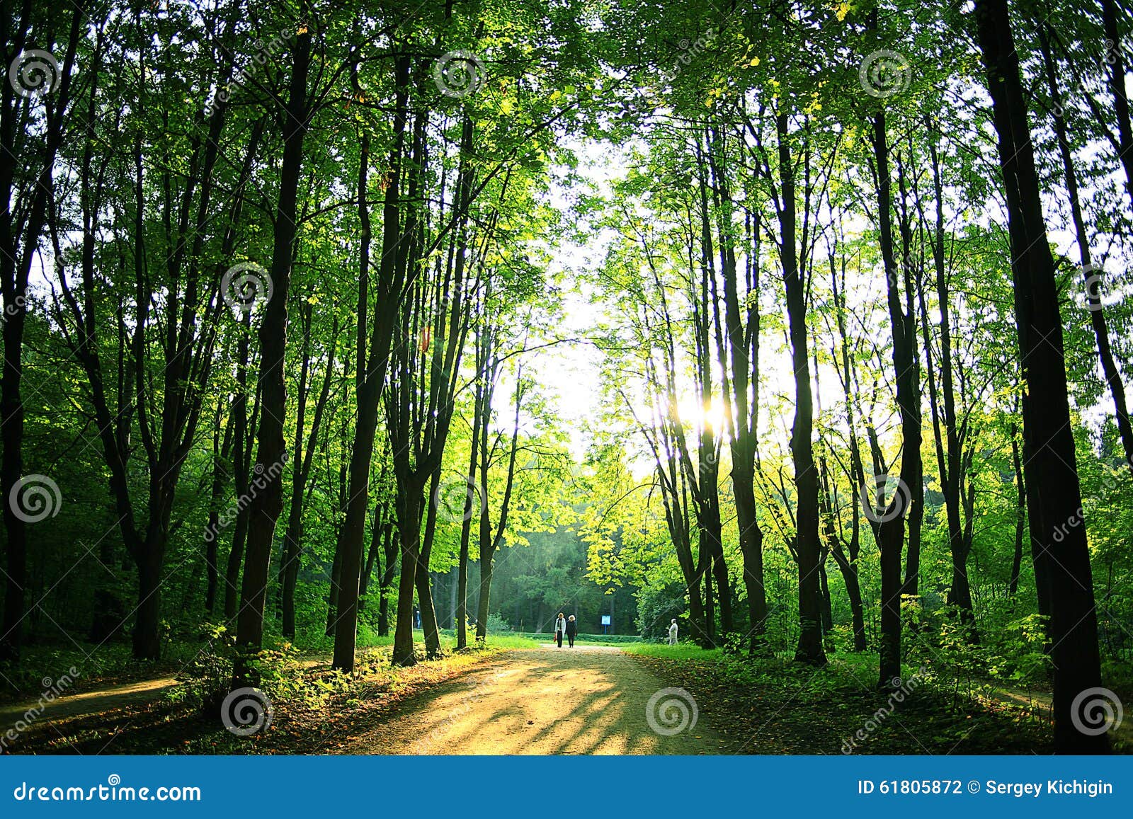 Weg in de zomer zonnig bos stock foto. Image of ochtend - 61805872