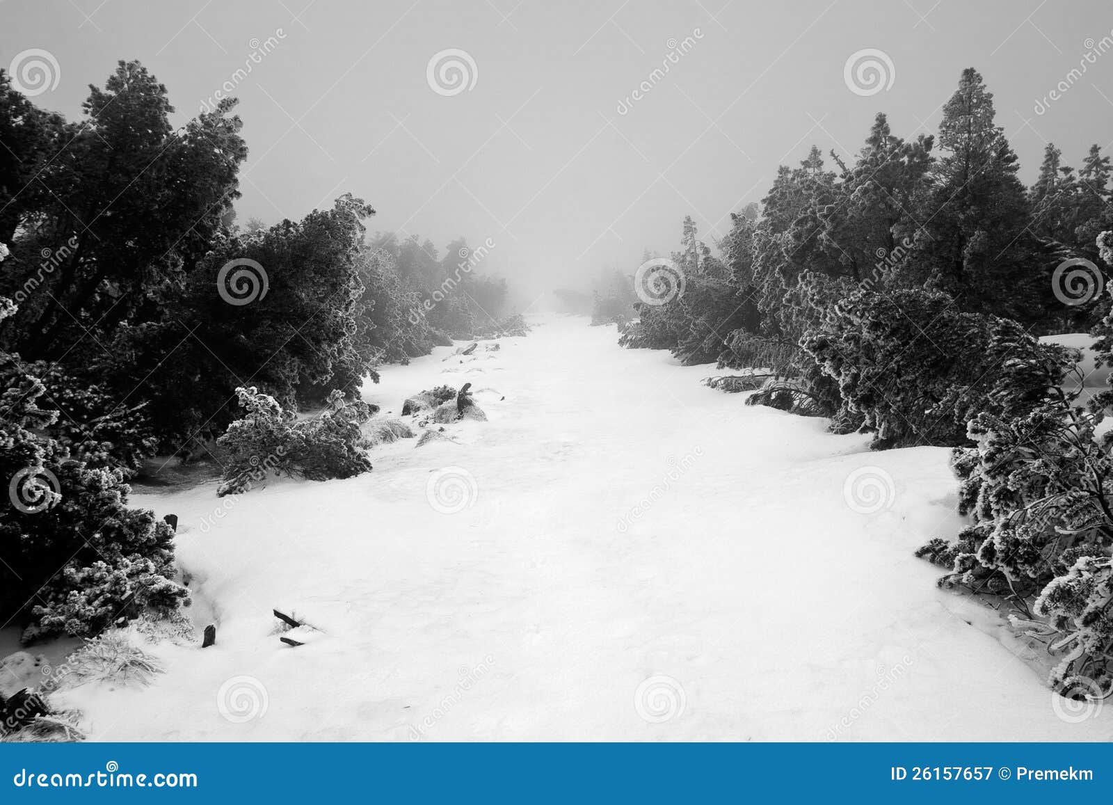 Weg Door Donker Nevelig Bos in De Winter. Stock Afbeelding - Image of ...