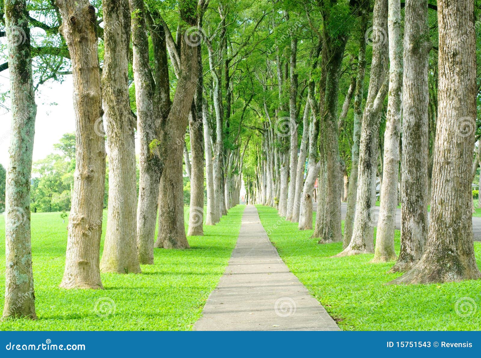 Weg door rij van bomen stock afbeelding. Image of installatie - 15751543