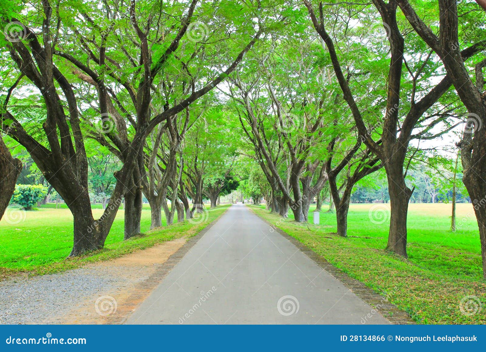Weg door rij van bomen stock foto. Image of blad, platteland - 28134866
