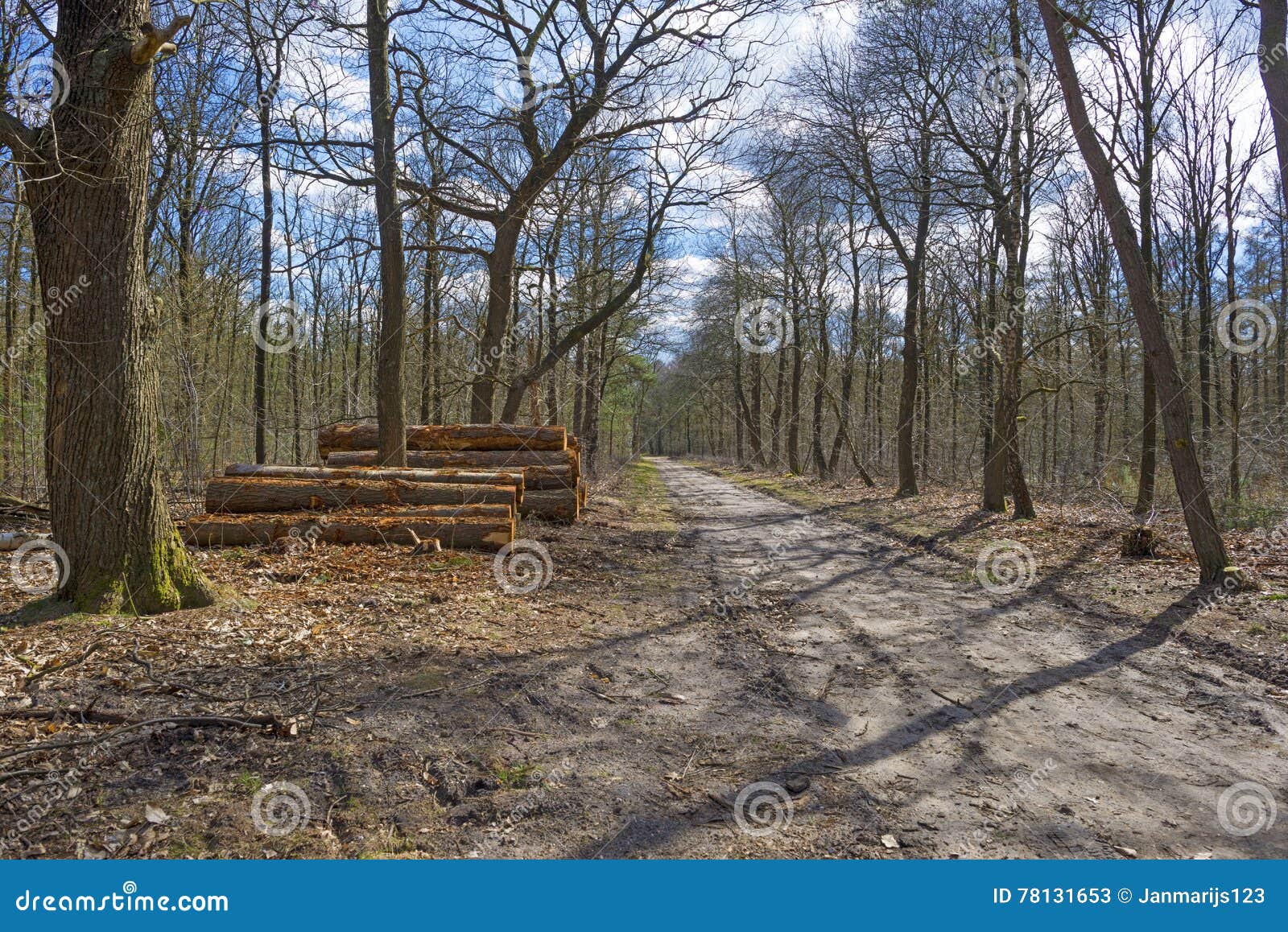 Weg Durch Einen Wald am Fall Stockbild - Bild von blau, niederlande ...