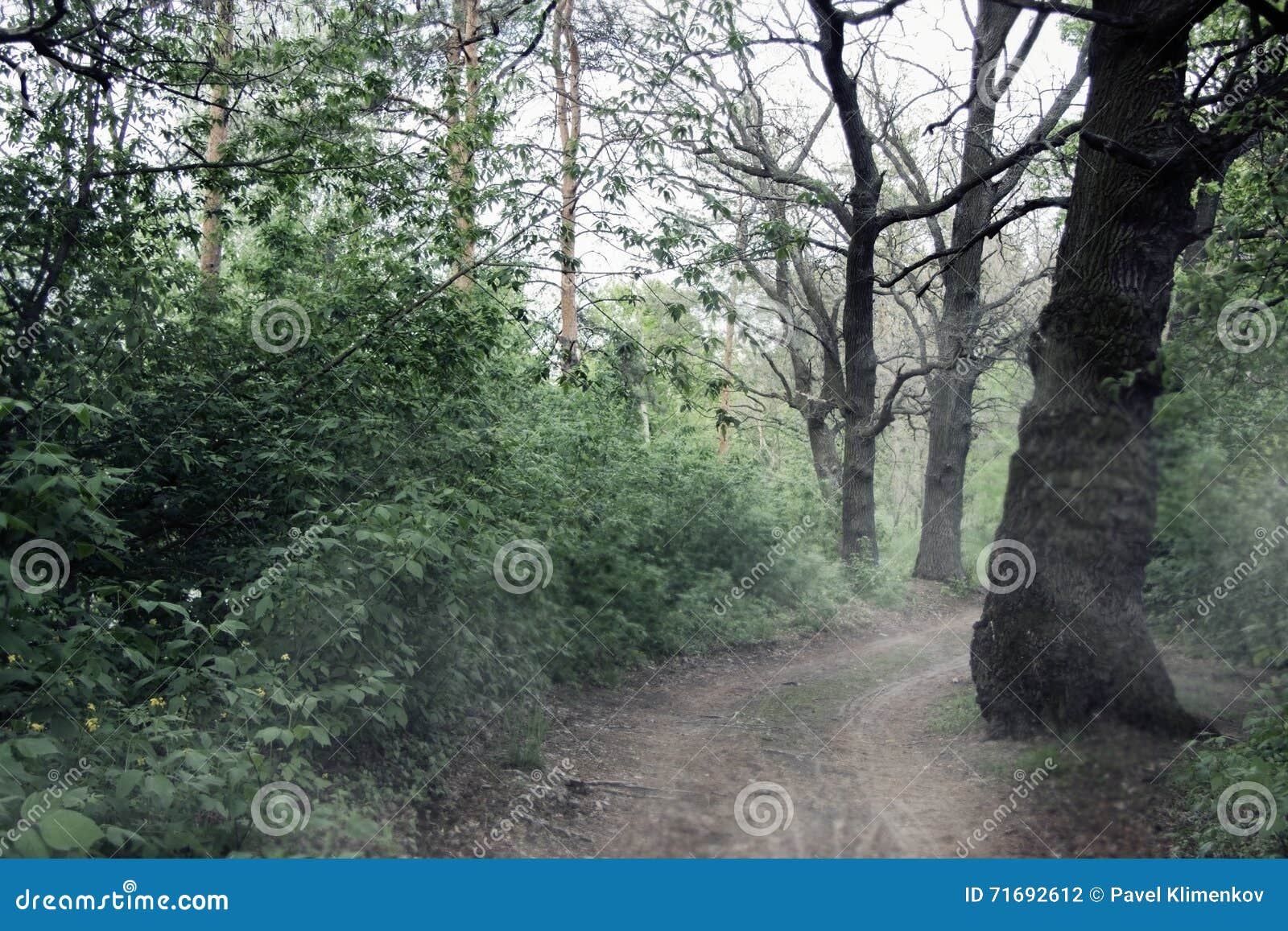 Weg in een donker bos stock foto. Image of verschrikking - 71692612
