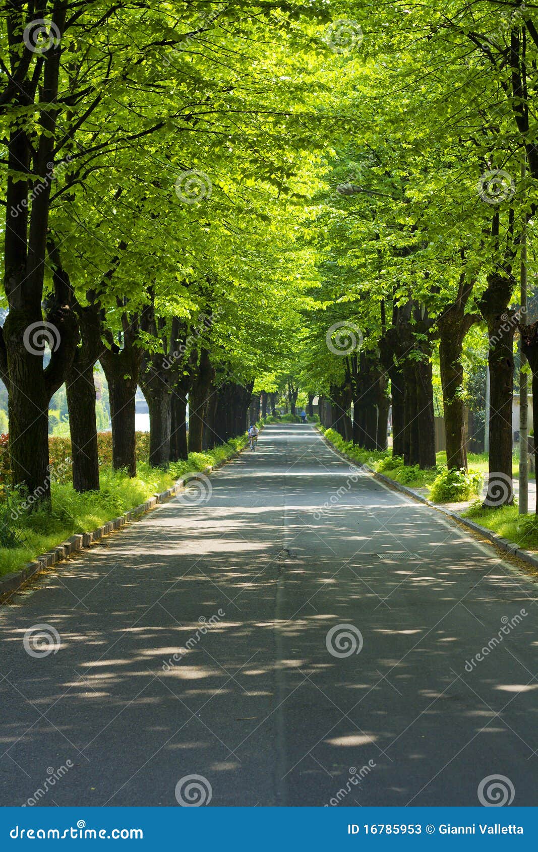 Weg in Een Park Met Rij Van Bomen Stock Afbeelding - Image of ...