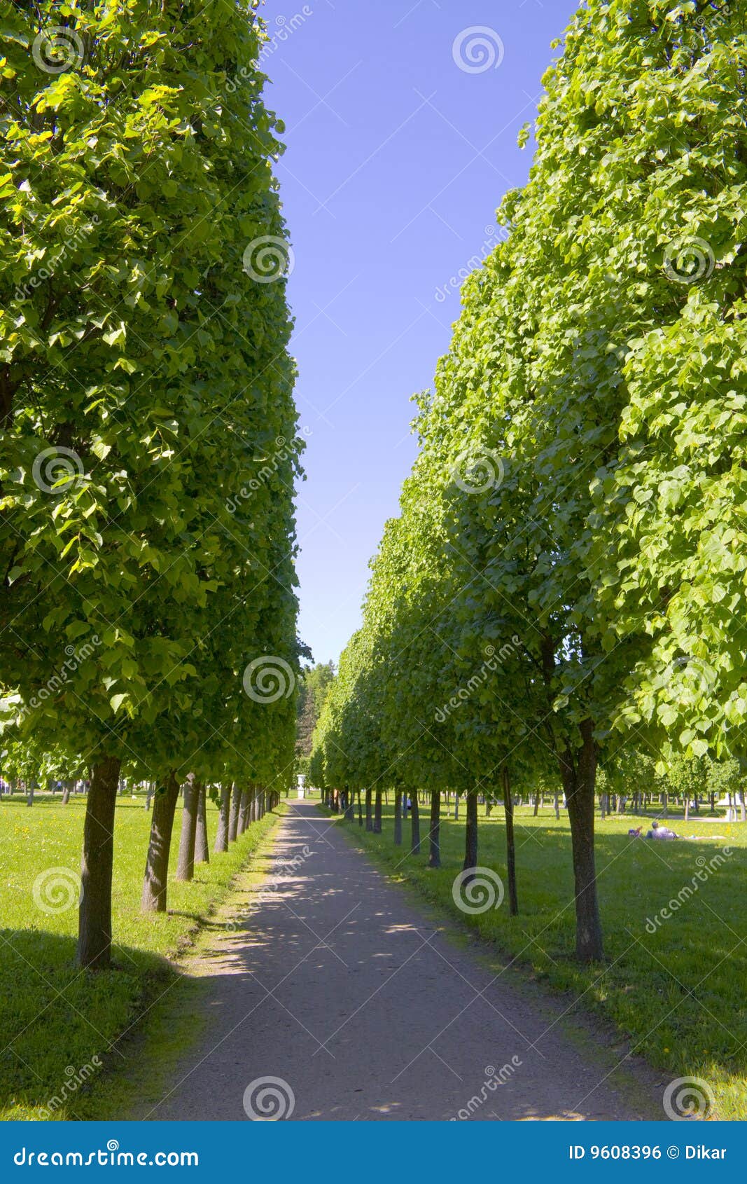 Weg Met De Grote Groene Bomen Stock Foto - Image of blauw, verdwijnen ...