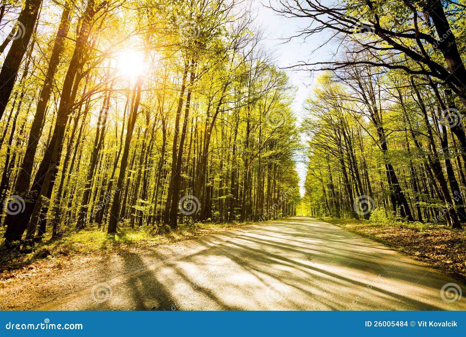 Weg in mooi bos met zon stock foto. Image of schoonheid - 26005484