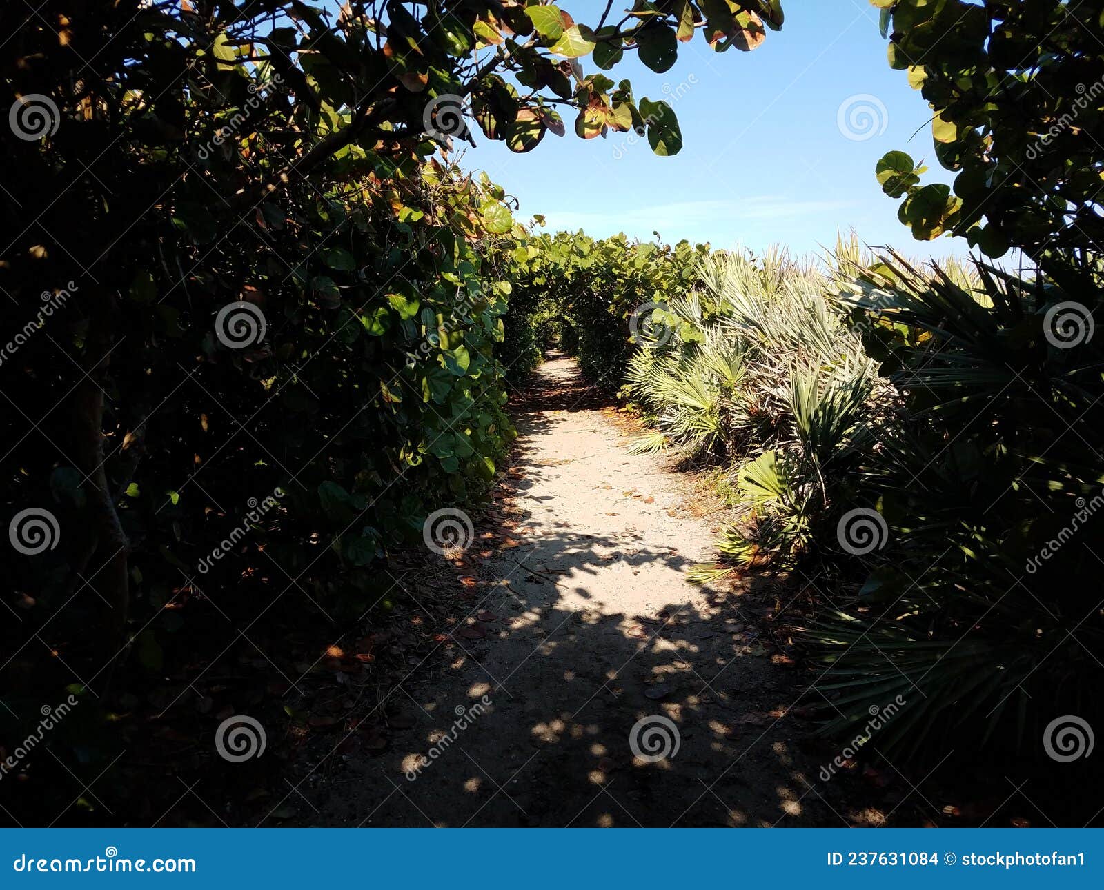 Weg in Sand Oder Tunnel in Beachtrauben in Puerto Rico Stockfoto - Bild ...