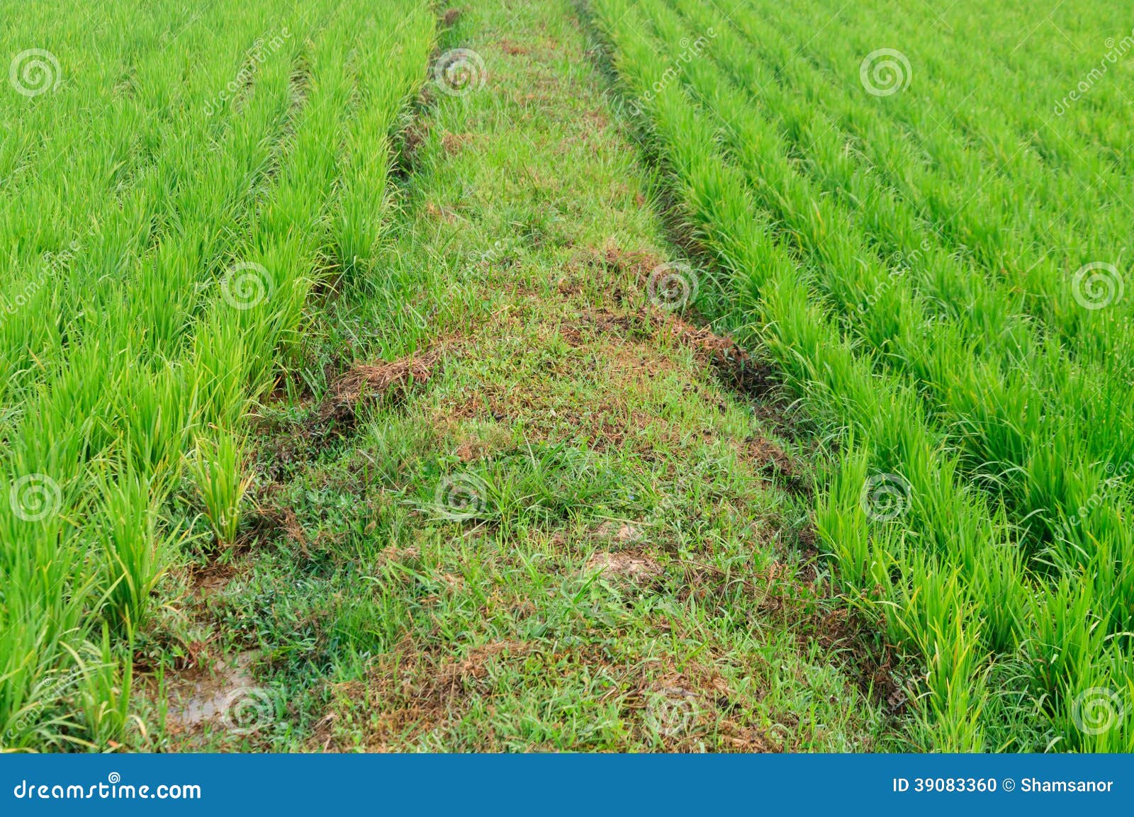 Reisfarm stockfoto. Bild von paddy, bewirtschaften, orientalisch - 39083360
