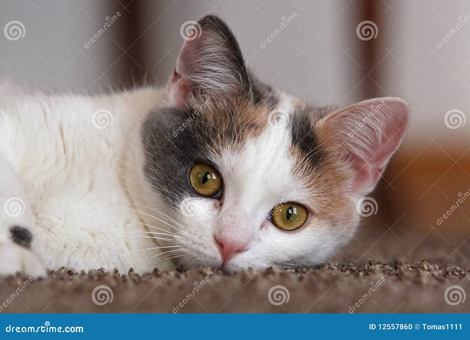Weiß - graue junge Katze stockfoto. Bild von blick, haarig - 12557860
