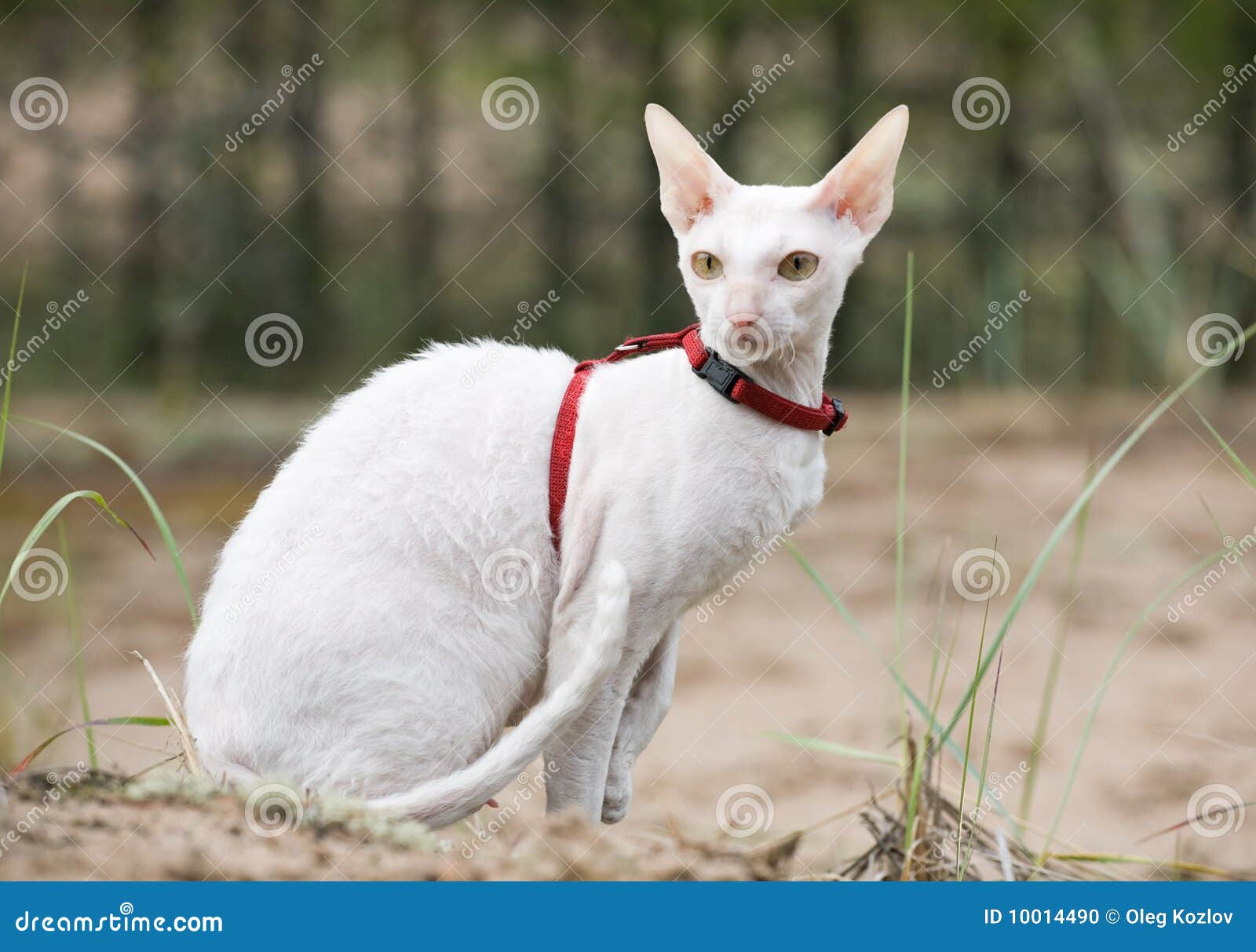 Weiß - kornische rex Katze stockfoto. Bild von haustier - 10014490