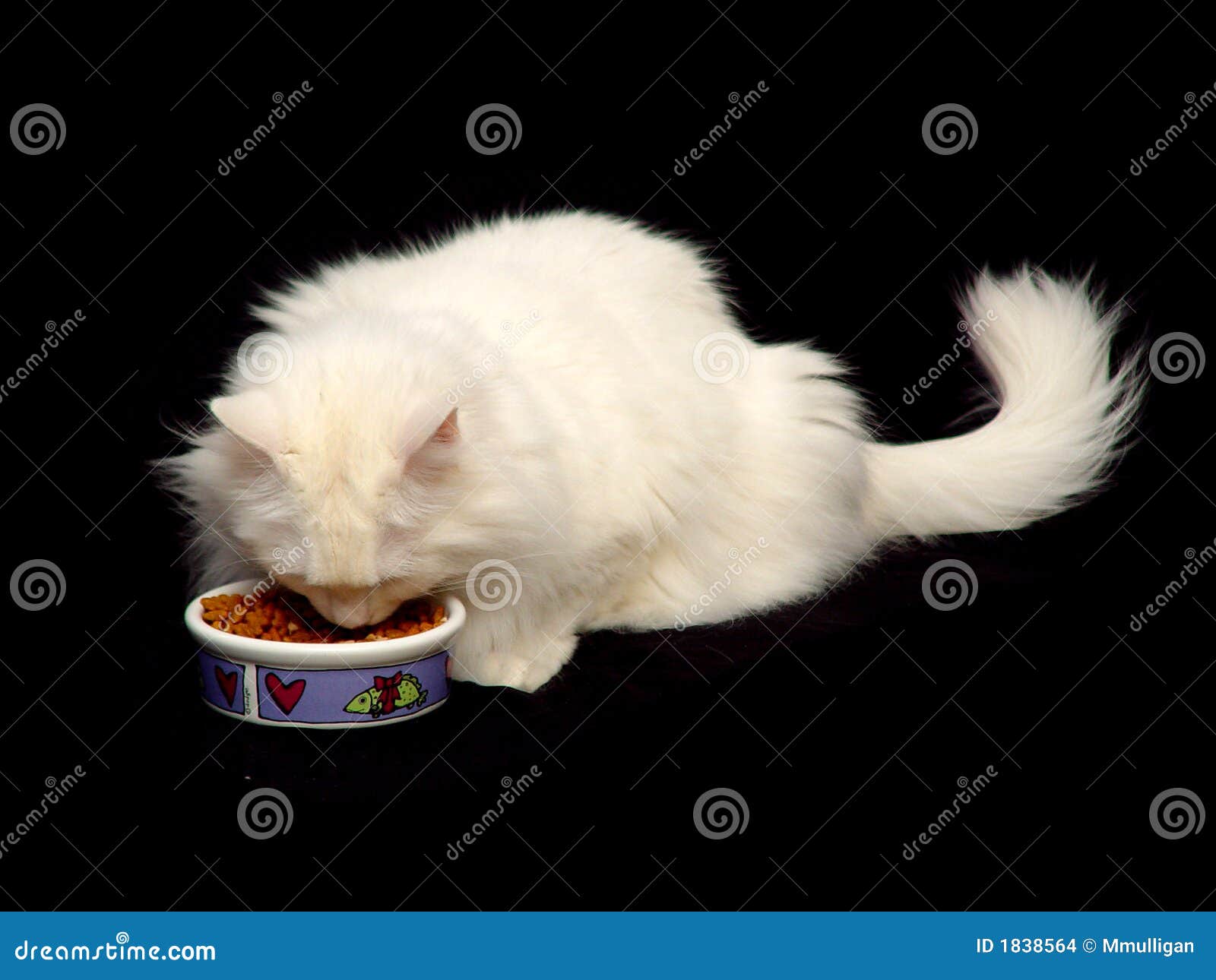 Weiße Angora-Katze, Die Nahrung Isst Stockfoto - Bild von rosa ...