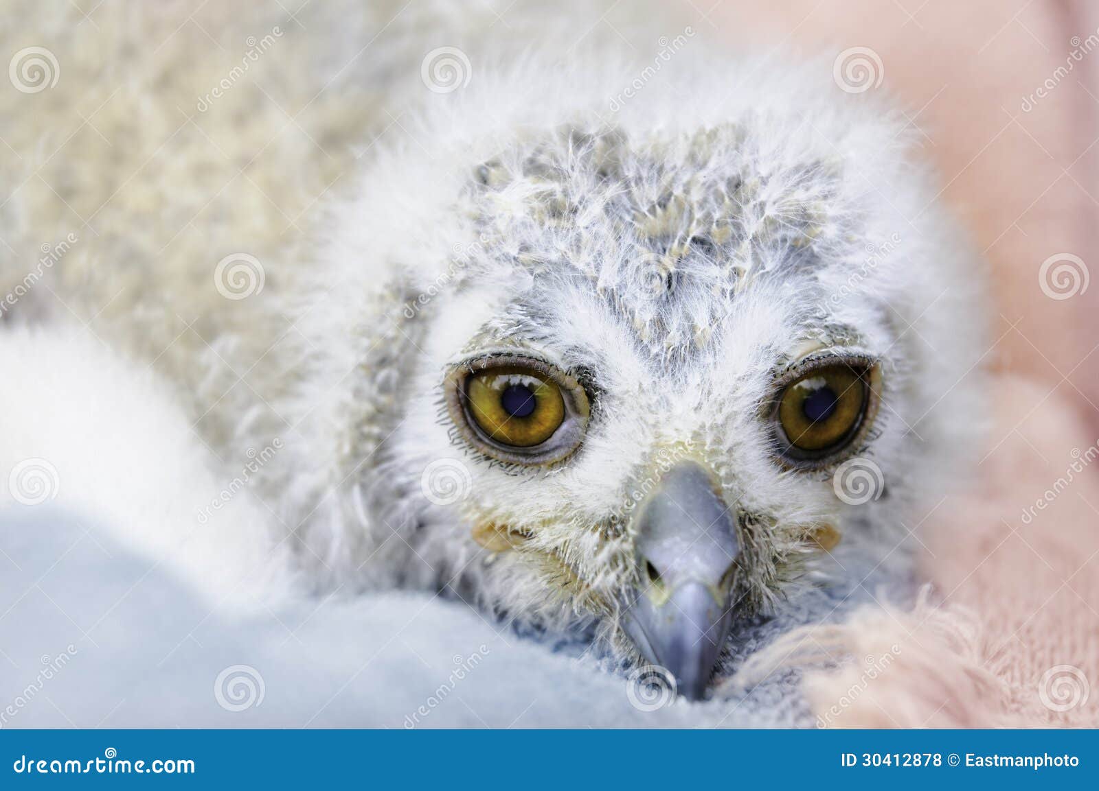 Weiße Baby-Eule stockfoto. Bild von jugendlich, tier - 30412878