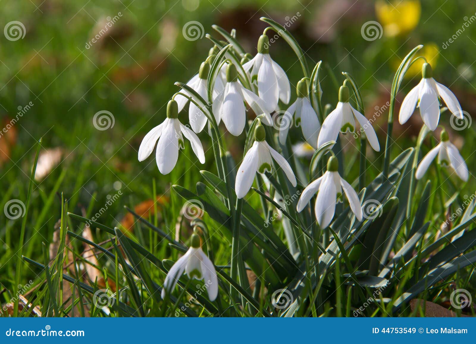 Weiße Frühlingsblumen stockbild. Bild von blume, makro - 44753549