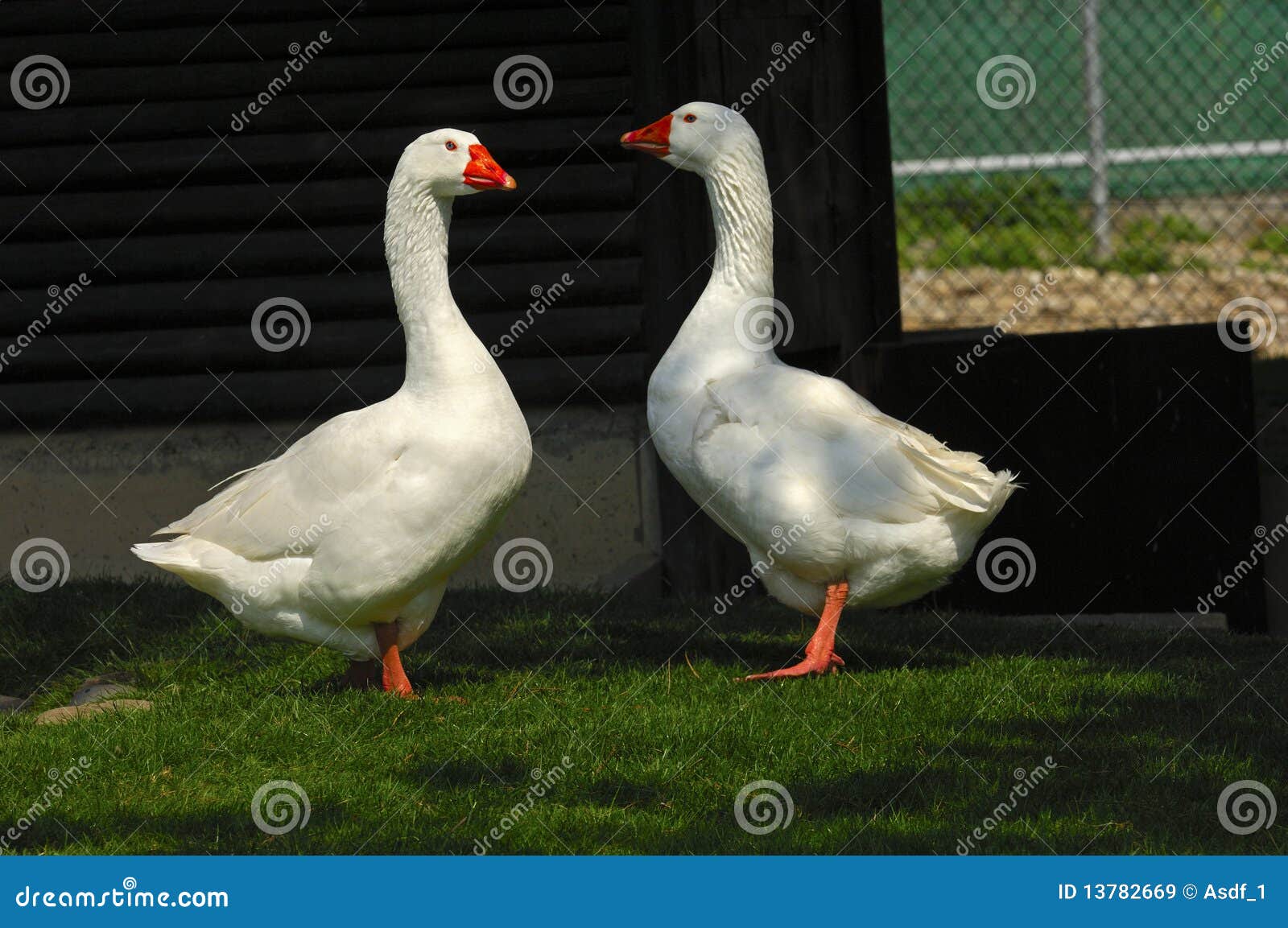 Weiße Gänse stockbild. Bild von seitlich, ackerbau, gänse - 13782669