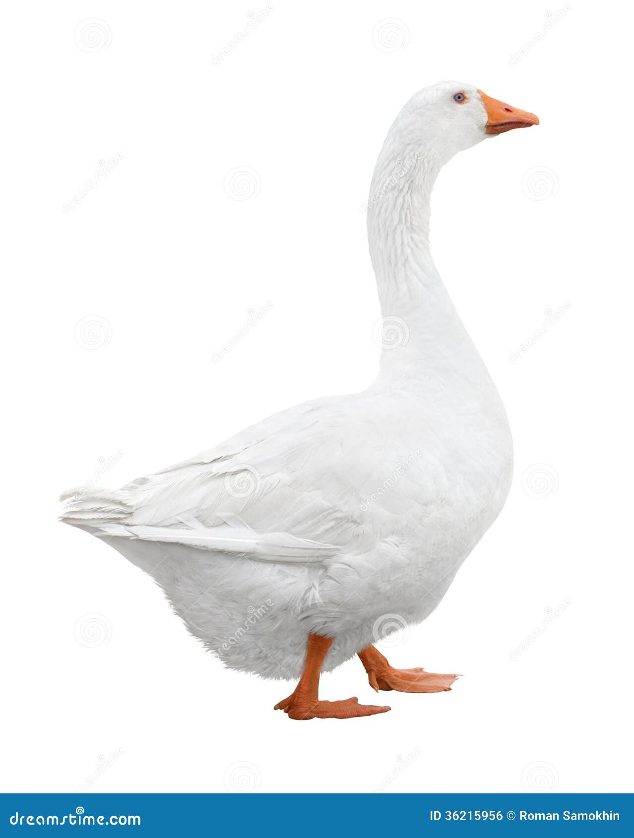 Weiße Gans stockfoto. Bild von schnabel, haustier, vogel - 36215956