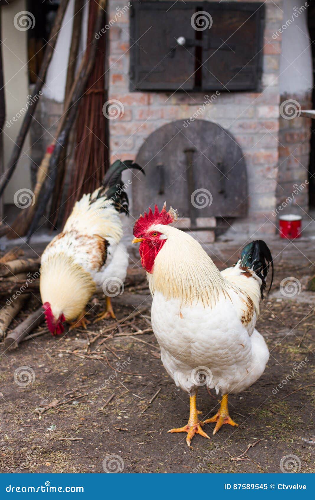 Weiße Hahnen Mit Rotem Kamm Stockbild - Bild von stille, verschwommen ...