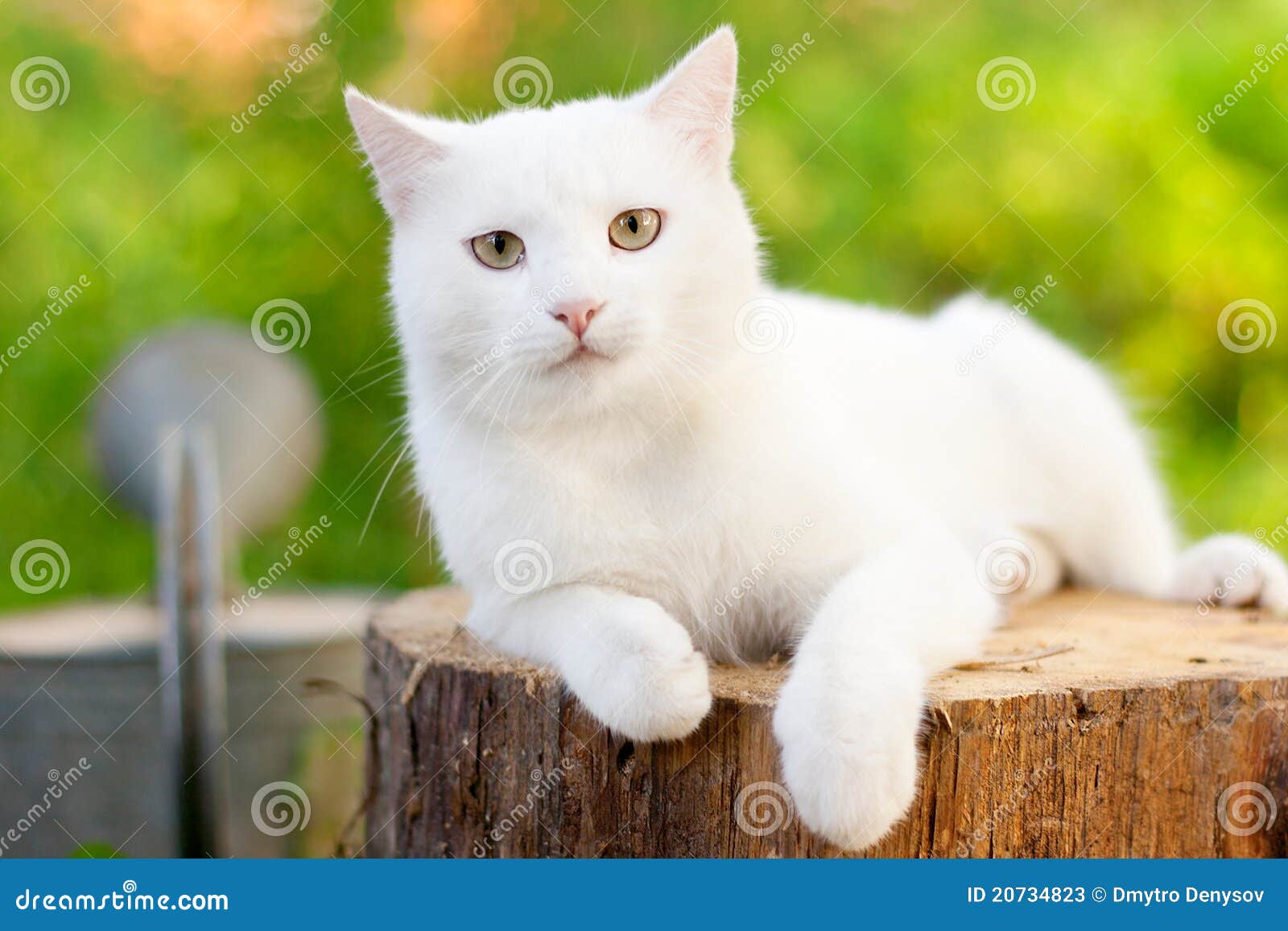 Weiße Katze Stockfotos - Bild: 20734823