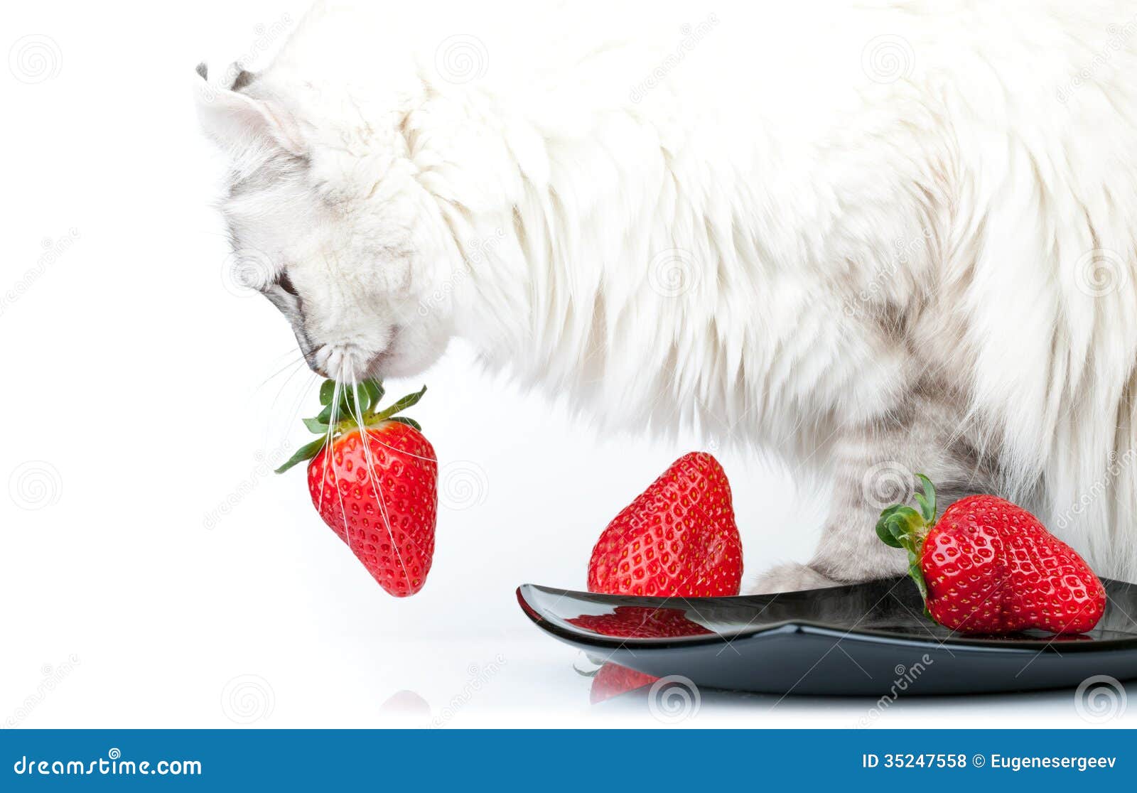 Weiße Katze Isst Erdbeere Vom Schwarzblech Stockfoto - Bild von frucht ...