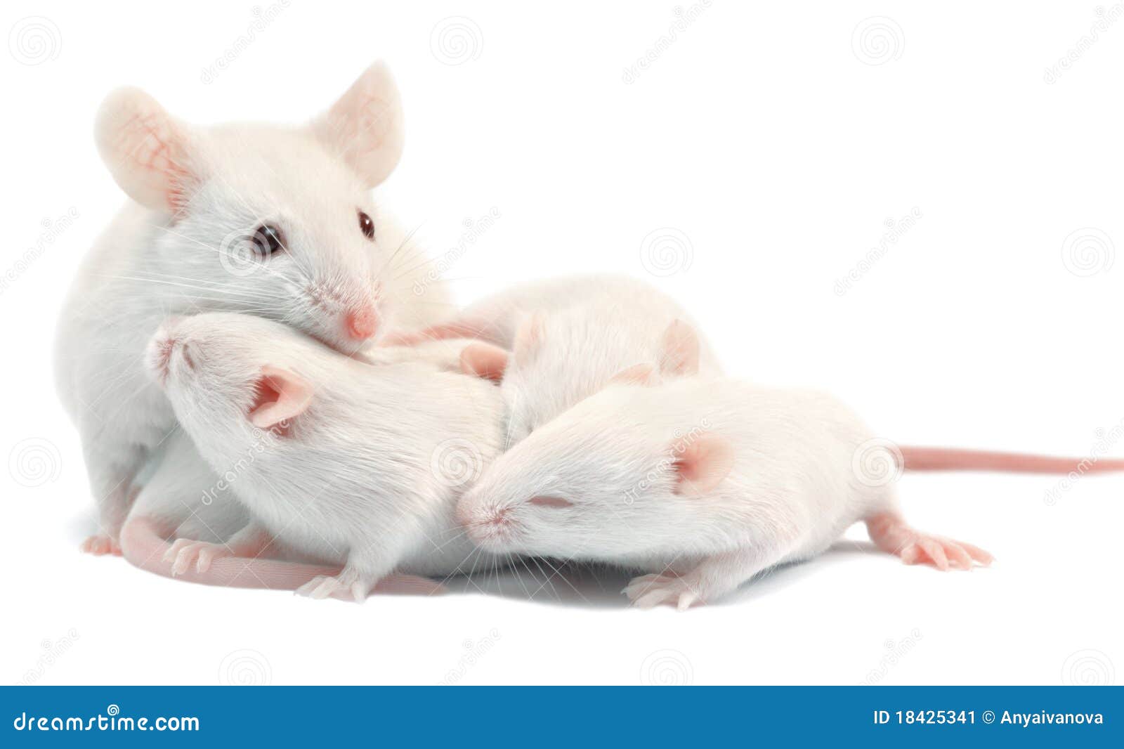 Weiße Labormäuse: Mutter Mit Welpen; Getrennt Stockbild - Bild von ...