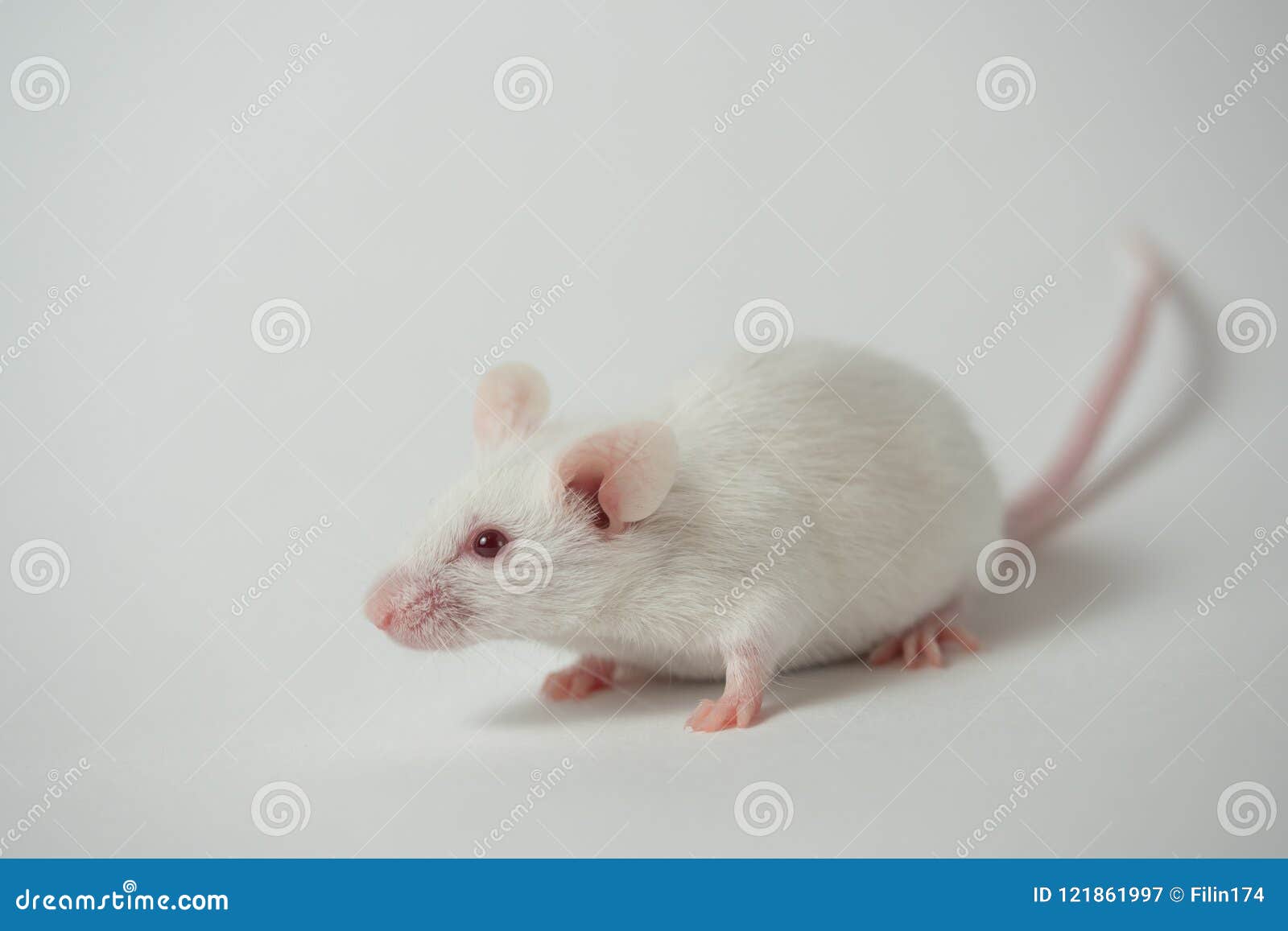 Weiße Labormaus Auf Einem Weißen Hintergrund Stockbild - Bild von ...