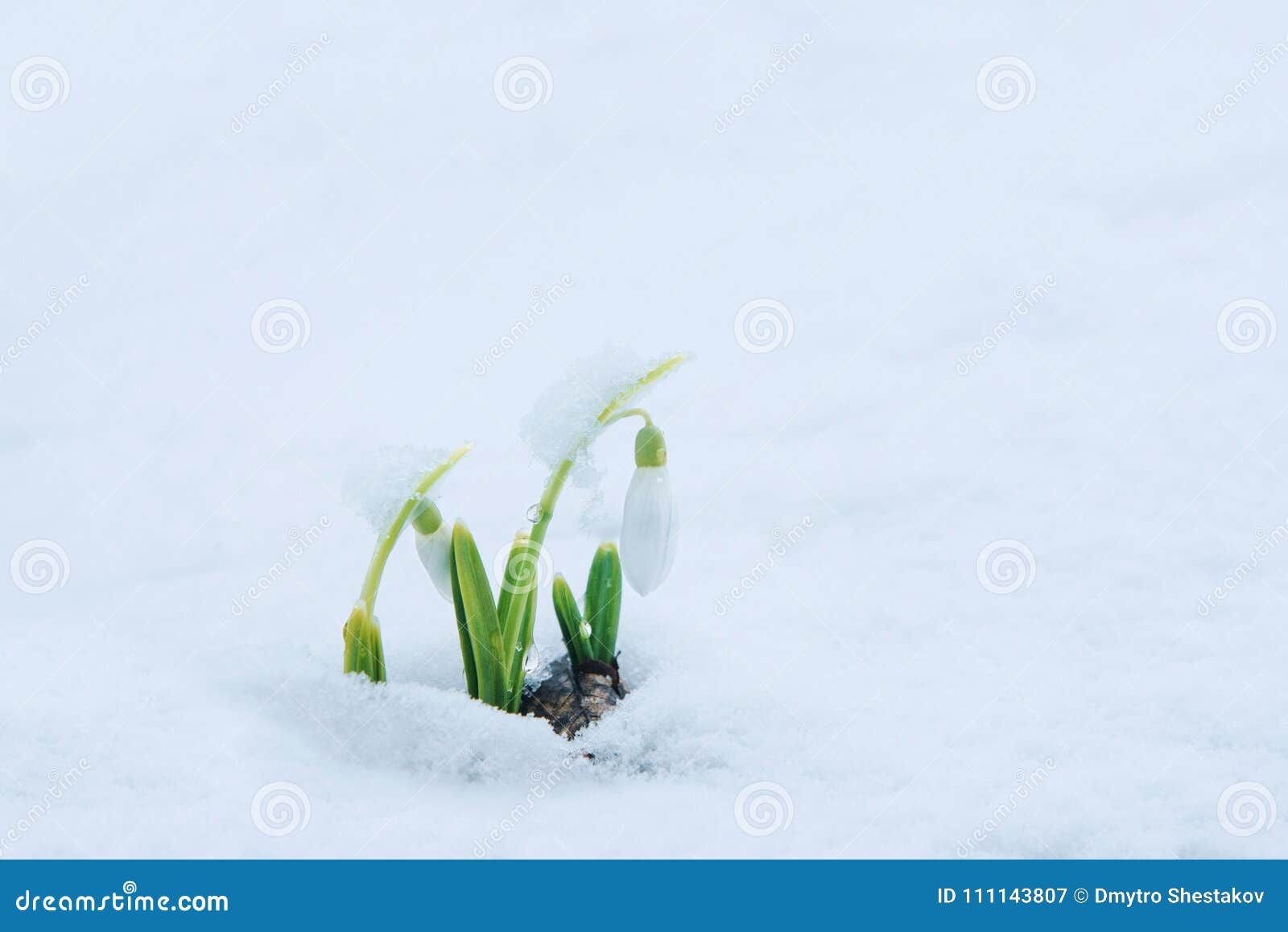Weiße Leichte Schneeglöckchen Im Schnee Stockbild - Bild von leute ...