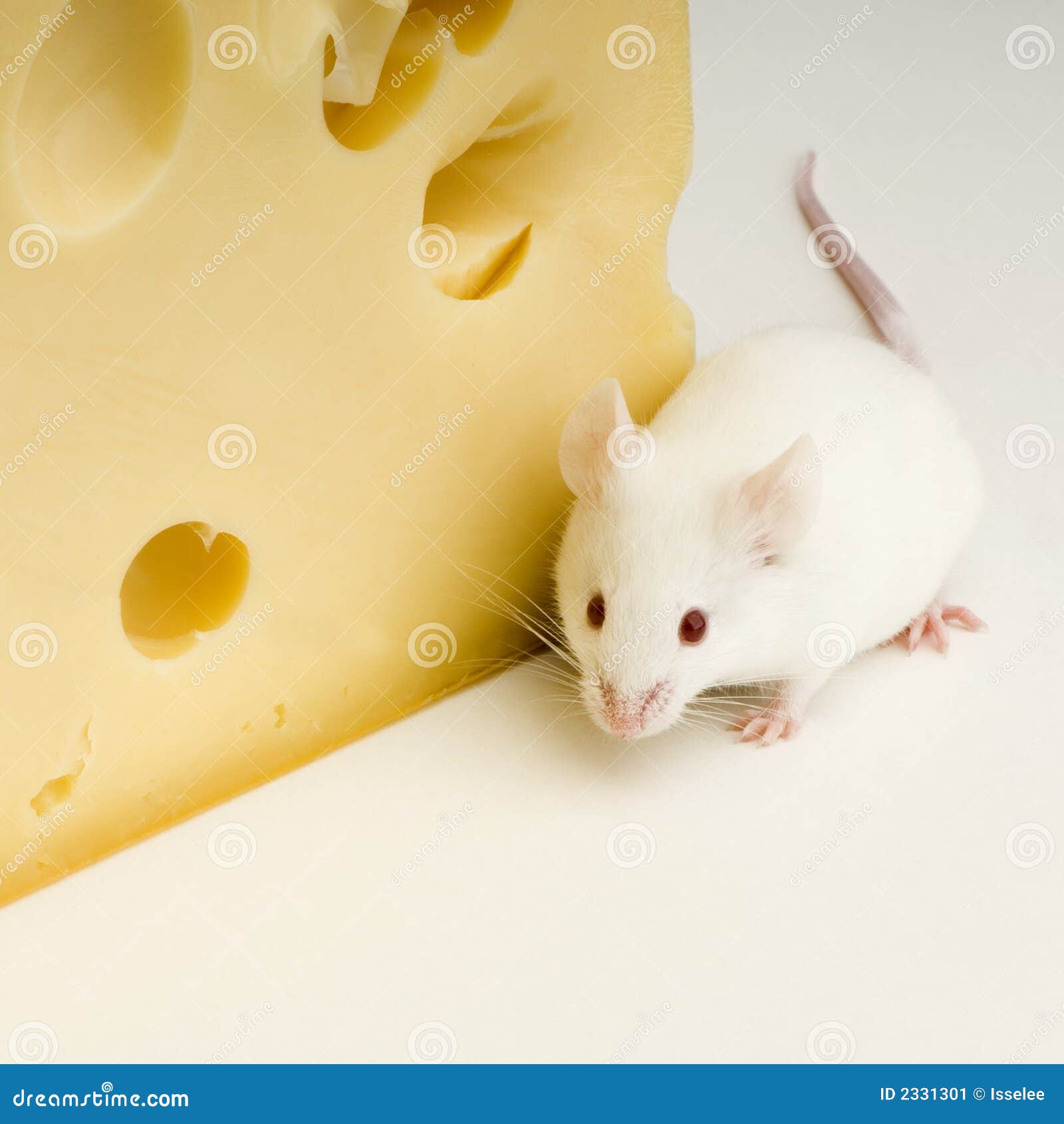 Weiße Maus stockbild. Bild von auge, porträt, entdecken - 2331301