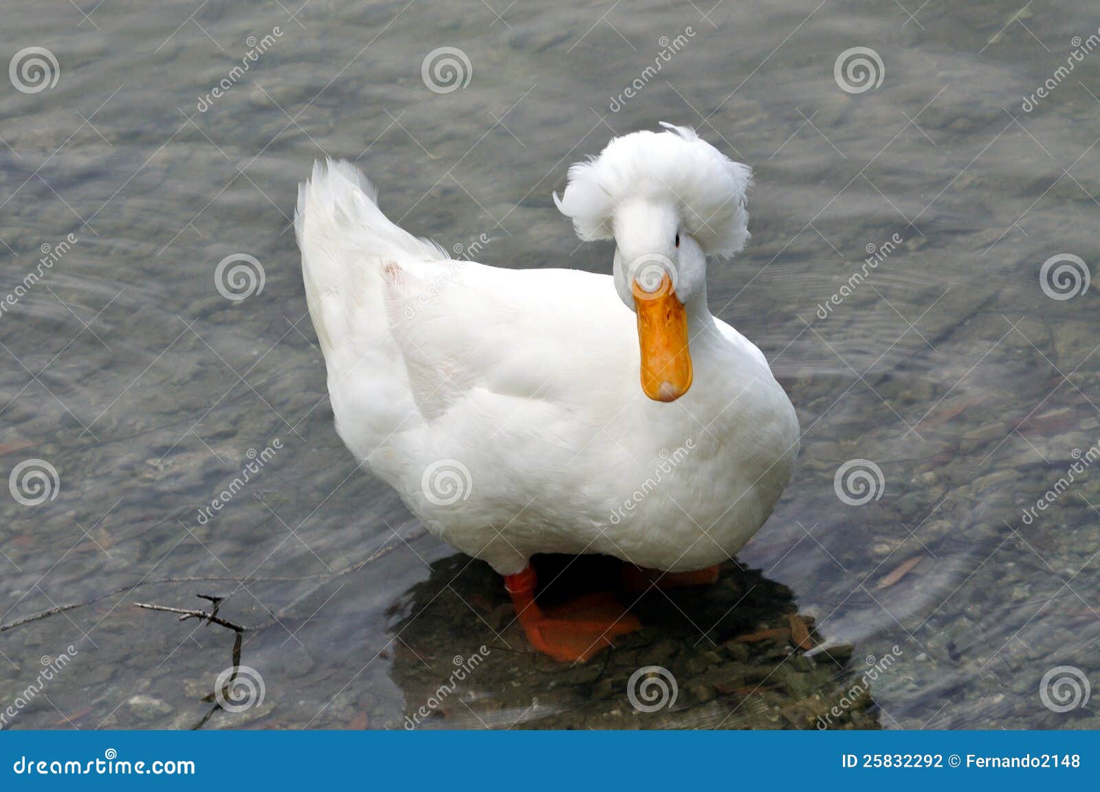 Weiße Mit Haube Ente Stockfotografie - Bild: 25832292