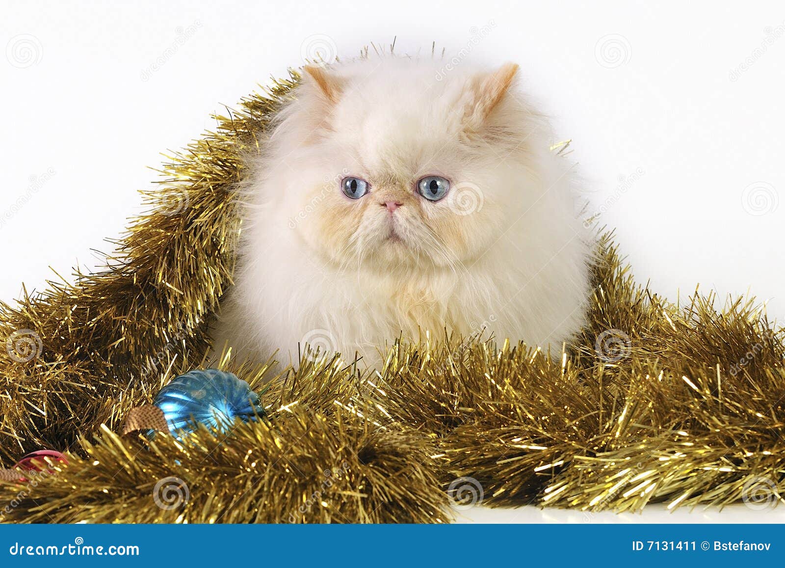 Weiße persische Katze stockbild. Bild von entzückend, haustier - 7131411