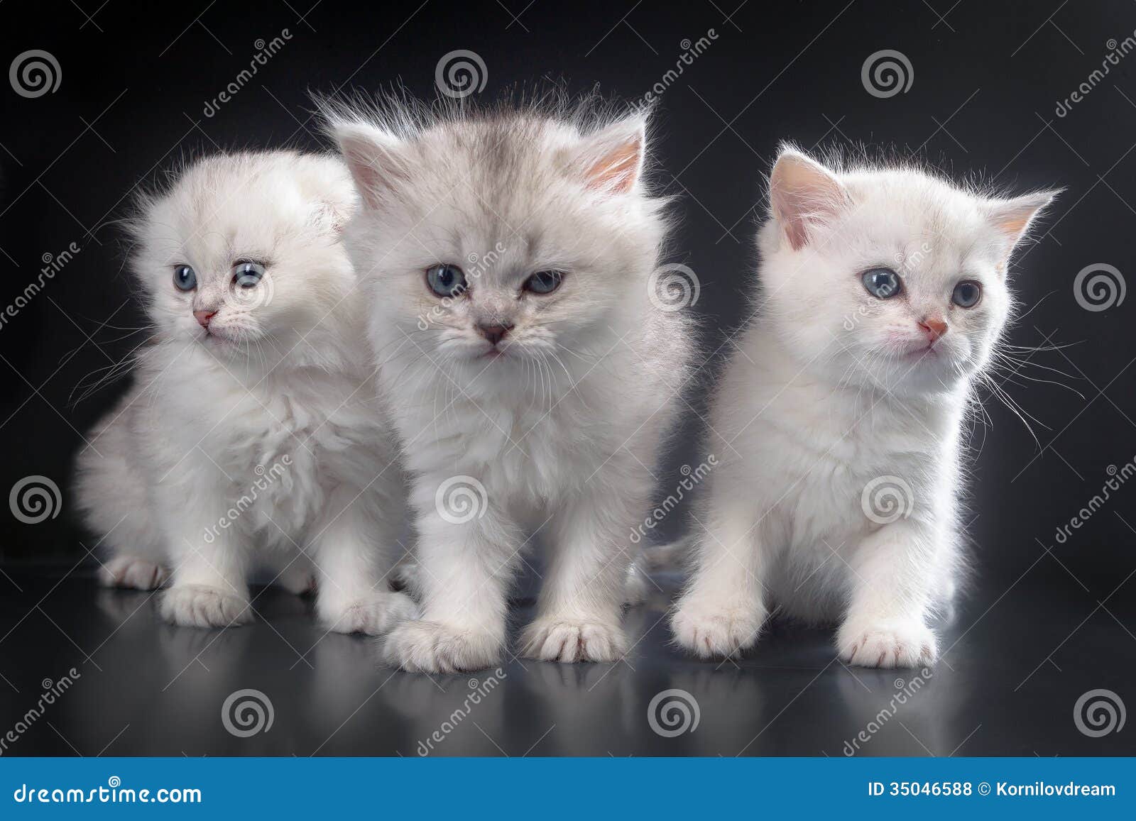 Weiße Persische Pussykatzen Stockfoto - Bild von reinrassig, katze ...