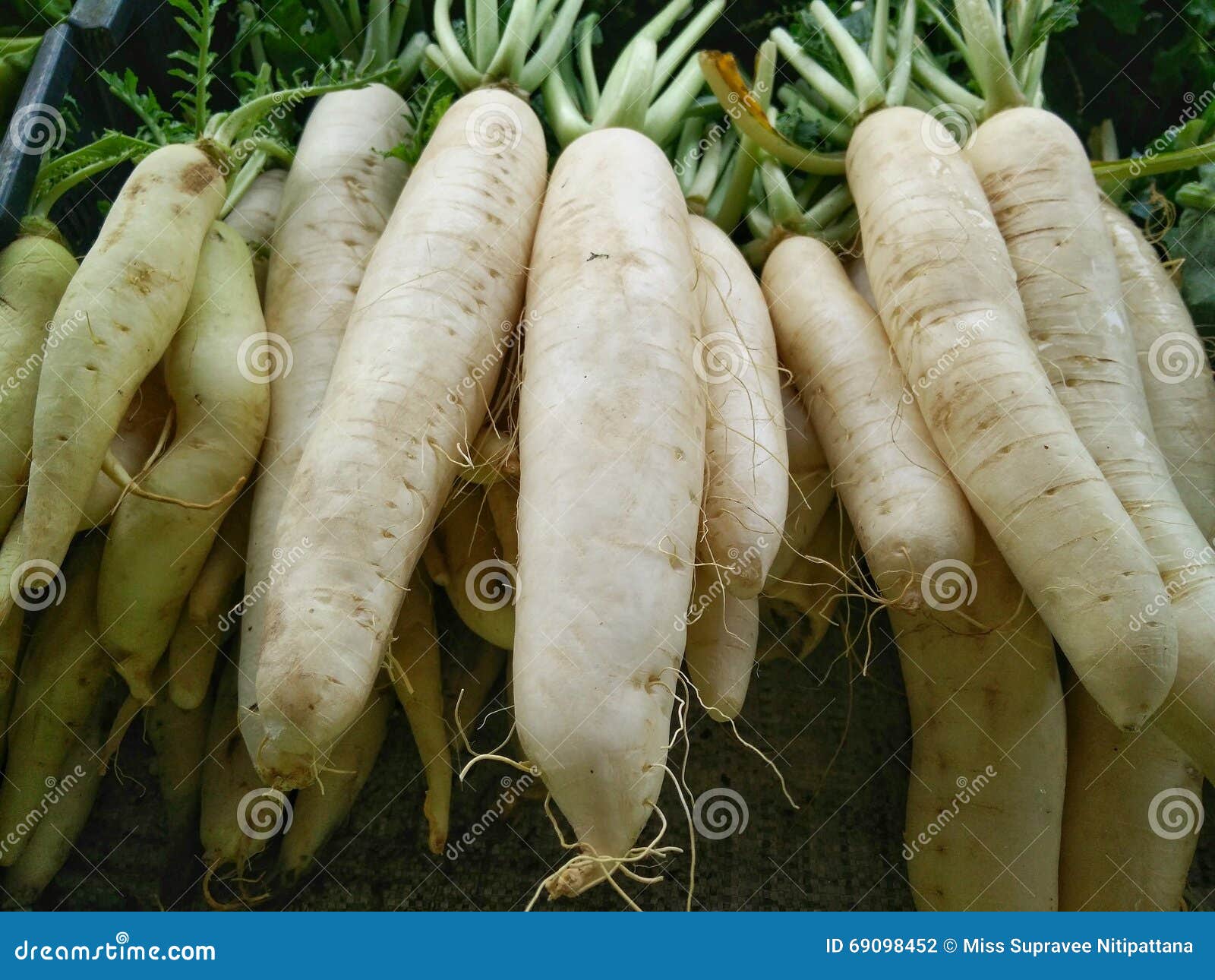 Weiße Rüben stockfoto. Bild von gesundheit, gesund, reif - 69098452