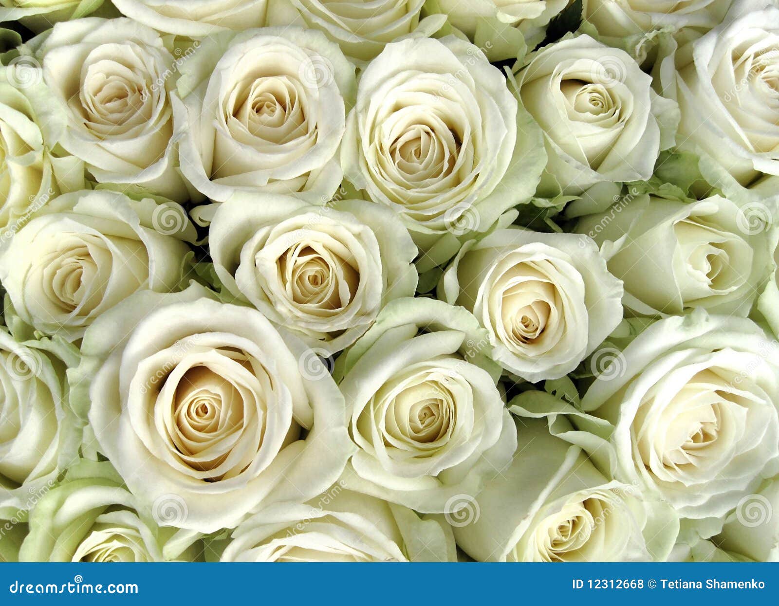 Weiße Rosen stockfoto. Bild von nave, makro, stieg, blume - 12312668