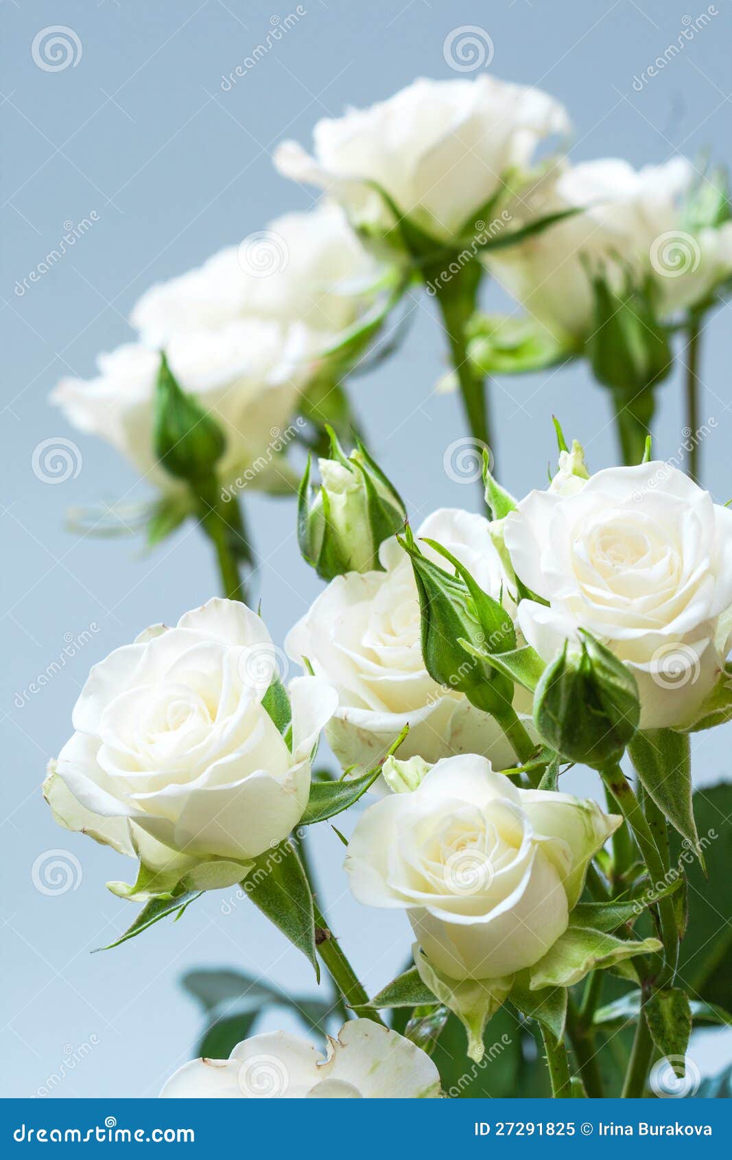 Weiße Rosen stockbild. Bild von geschmack, zweig, knospe - 27291825