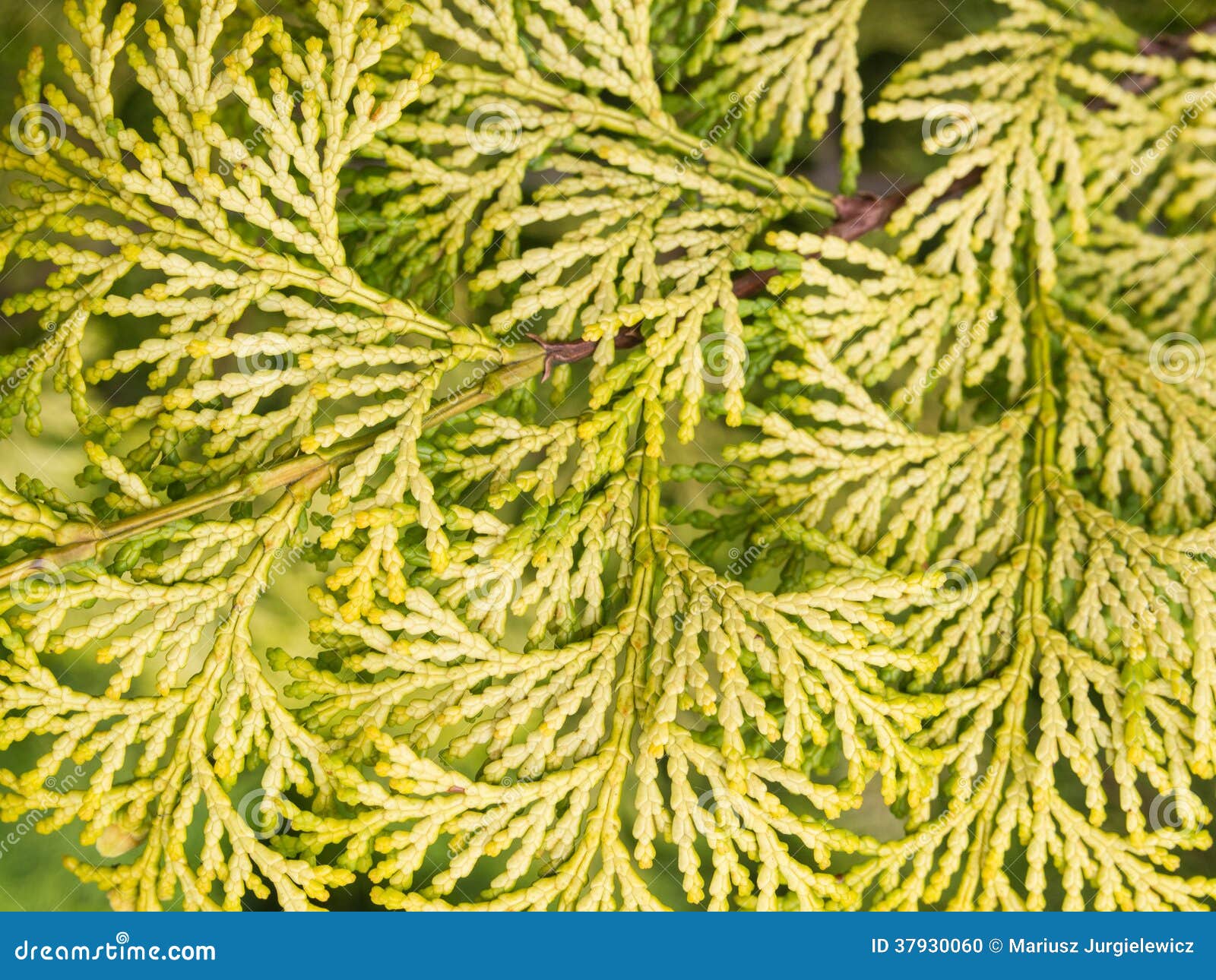 Weiße Zeder stockfoto. Bild von immergrün, garten, baum - 37930060