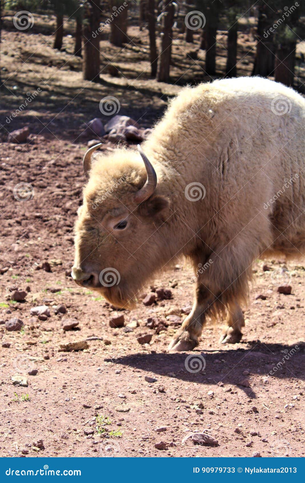 Weißer Bison stockbild. Bild von mantel, anzeige, geschlecht - 90979733