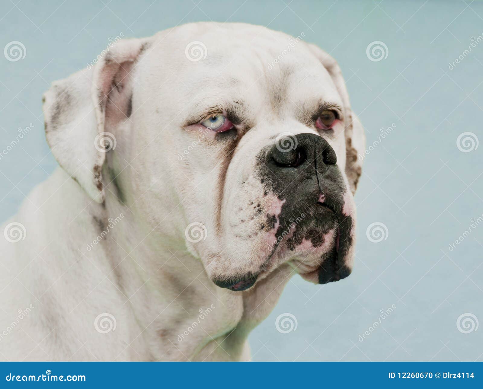Weißer Boxer stockfoto. Bild von bulldogge, freund, boxer - 12260670