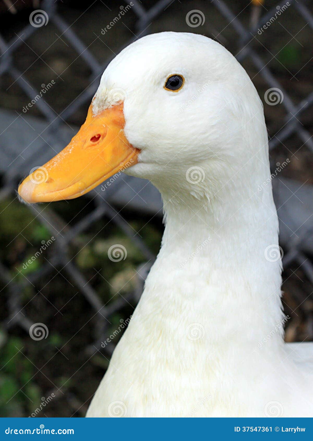 Weißer Ente-Kopf stockbild. Bild von kopf, wildnis, getrennt - 37547361