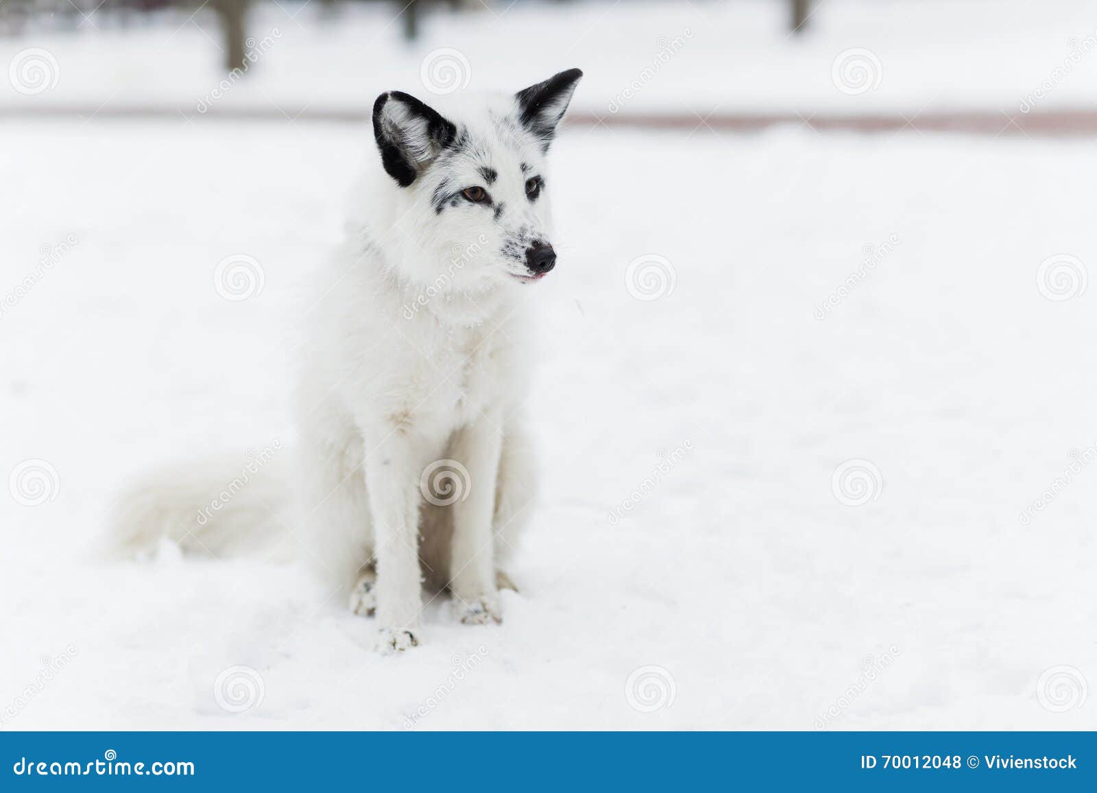 Weißer Fuchs stockfoto. Bild von norwegen, wekzeugspritze - 70012048