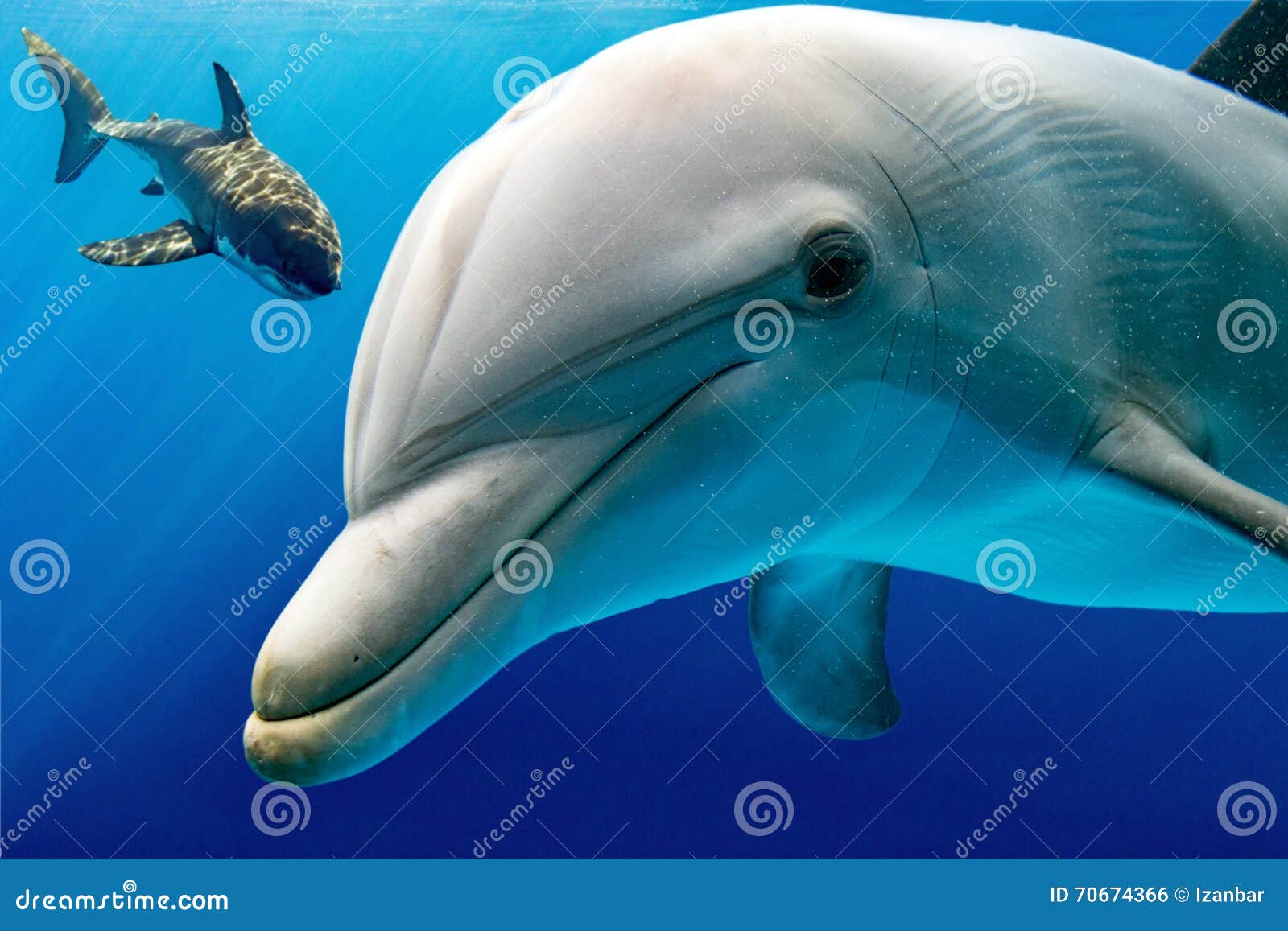 Weißer Hai Und Delphin Unterwasser Stockfoto - Bild von tier, flosse ...