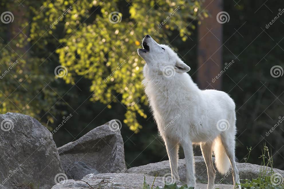 Weißer heulender Wolf stockfoto. Bild von lupus, fleischfresser - 77446418