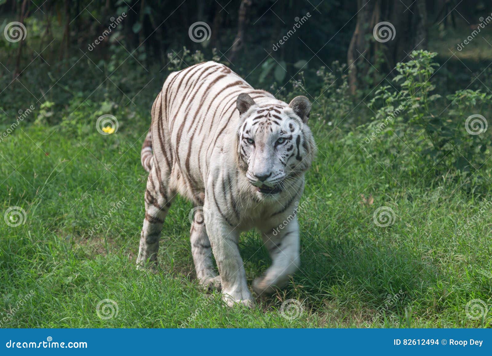 Weißer Indischer Tiger, Der Durch Eine Offene Wiese Geht Stockfoto ...