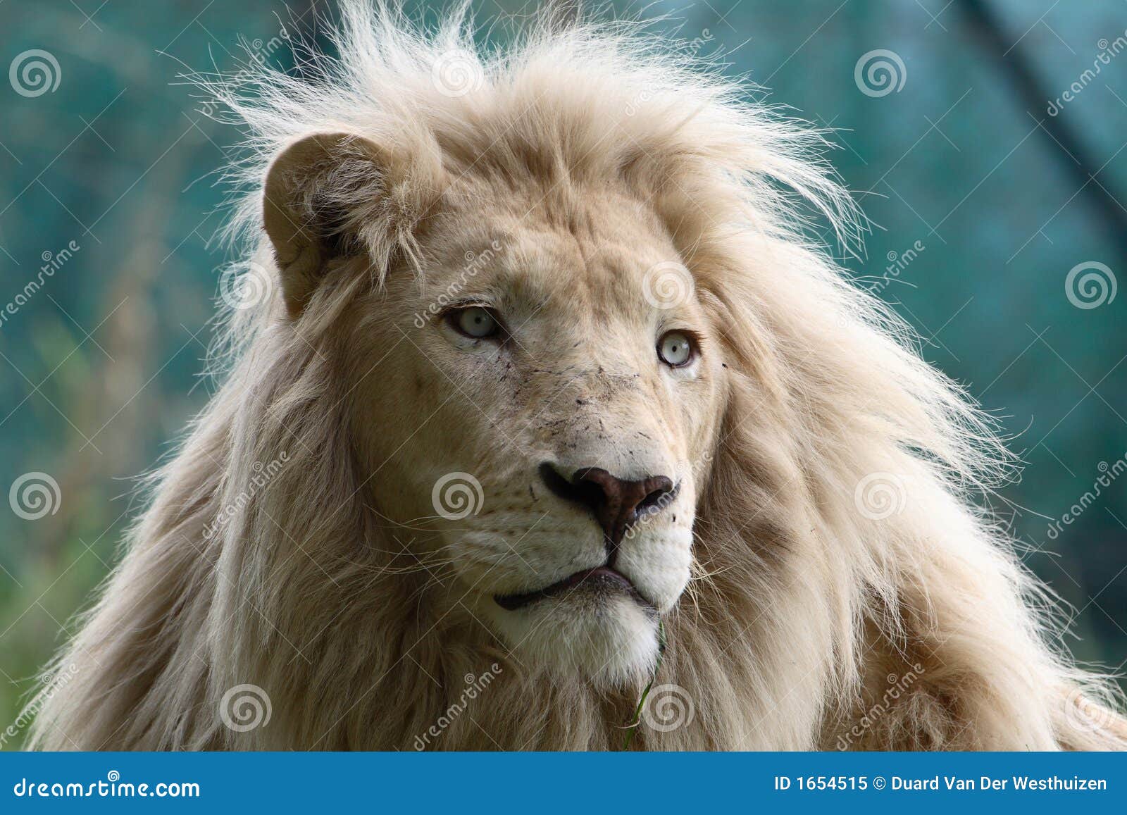 Weißer Löwe stockbild. Bild von säugetier, wildnis, nave - 1654515