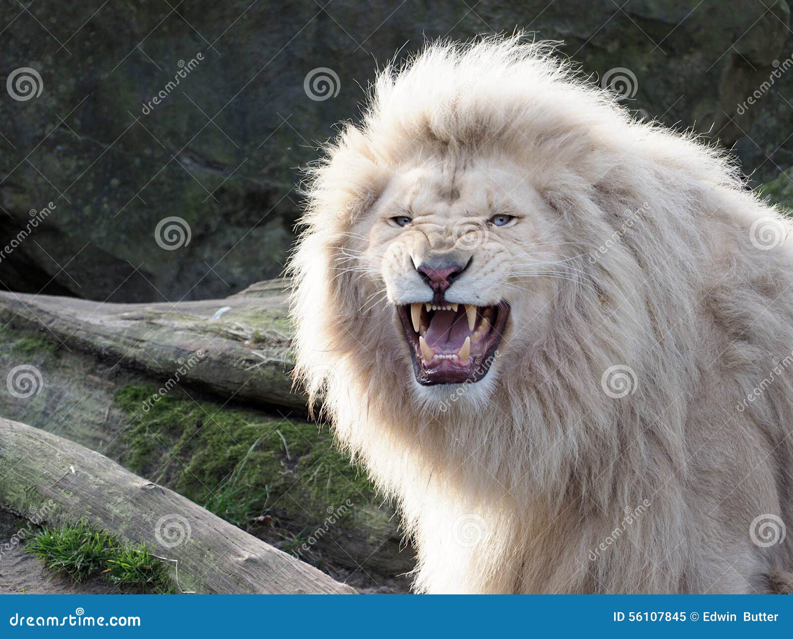 Weißer Löwe stockbild. Bild von safari, schön, löwe, gefährlich - 56107845