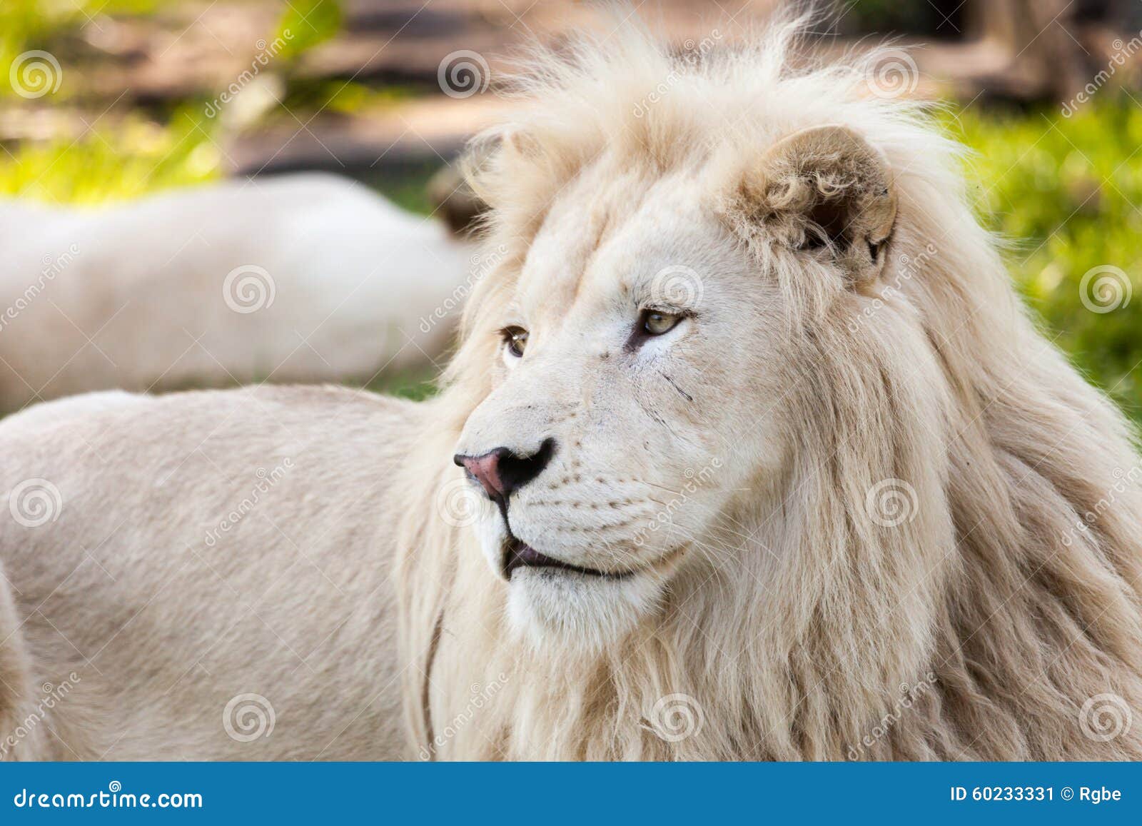Weißer Löwe stockbild. Bild von tier, fauna, wildnis - 60233331