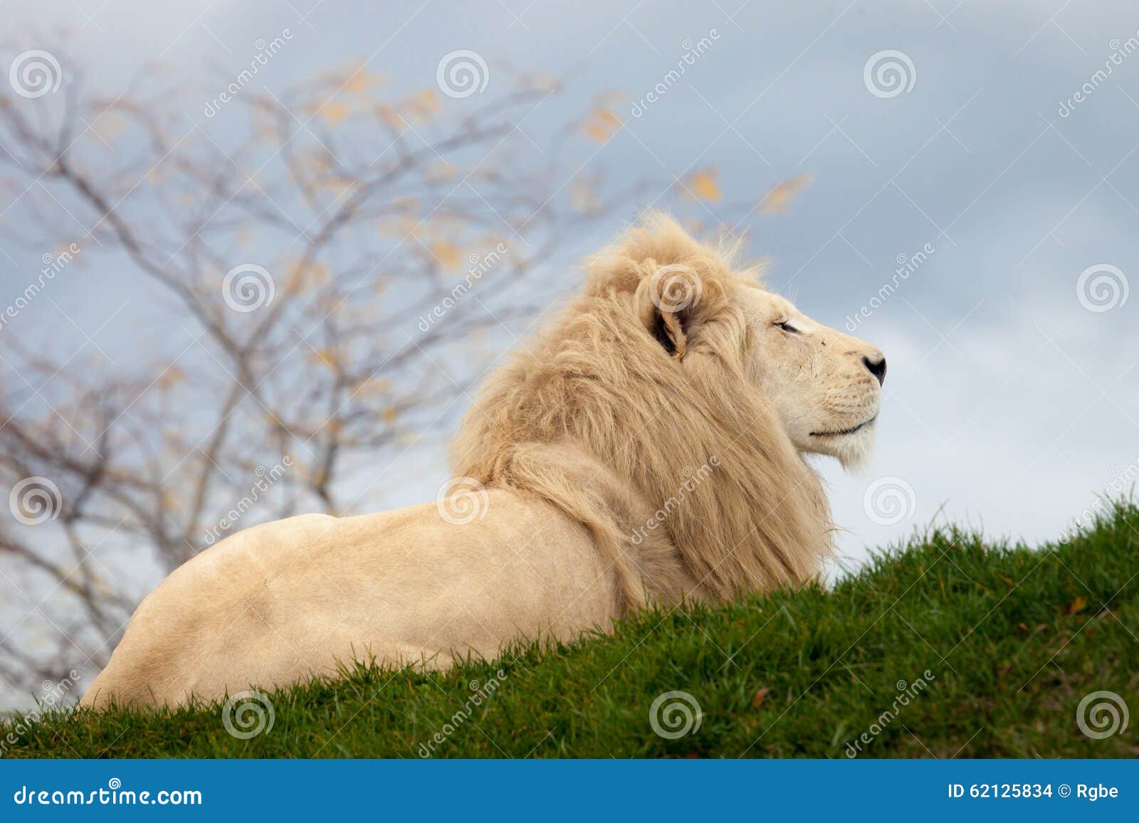 Weißer Löwe stockfoto. Bild von profil, tier, porträt - 62125834